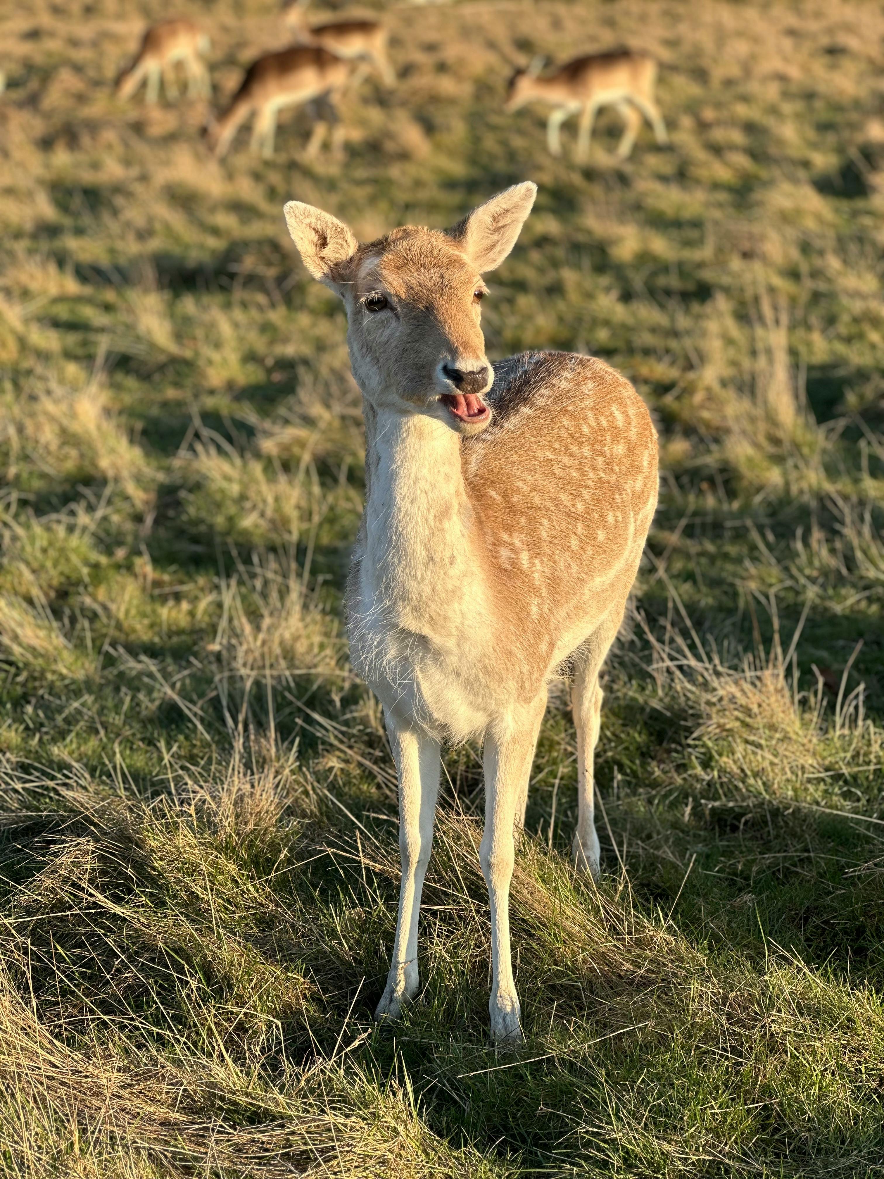 Stotte Deer Photos, Download The BEST Free Stotte Deer Stock Photos ...