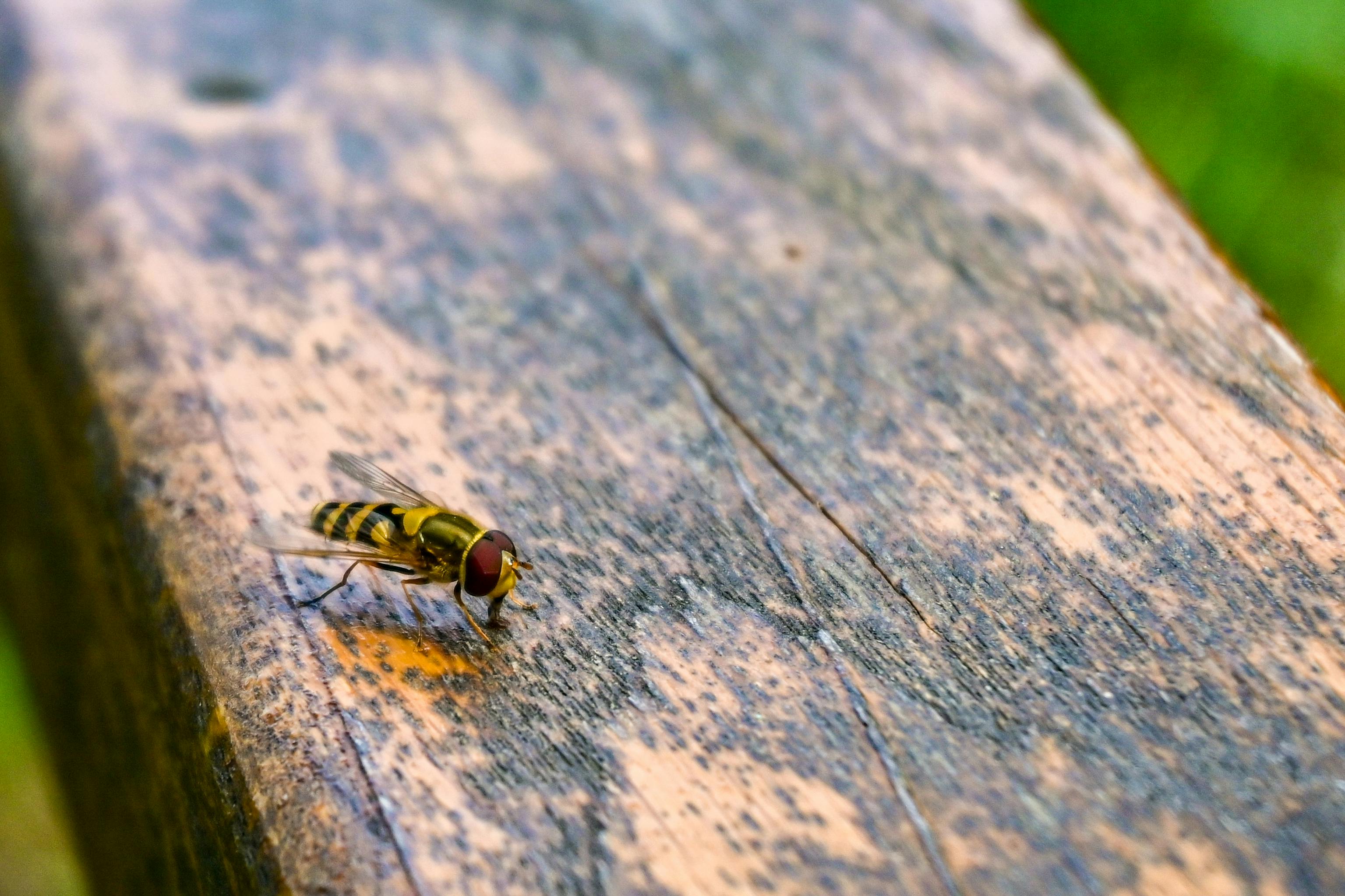 Close-up of Hoverfly Resting on Wood Surface · Free Stock Photo