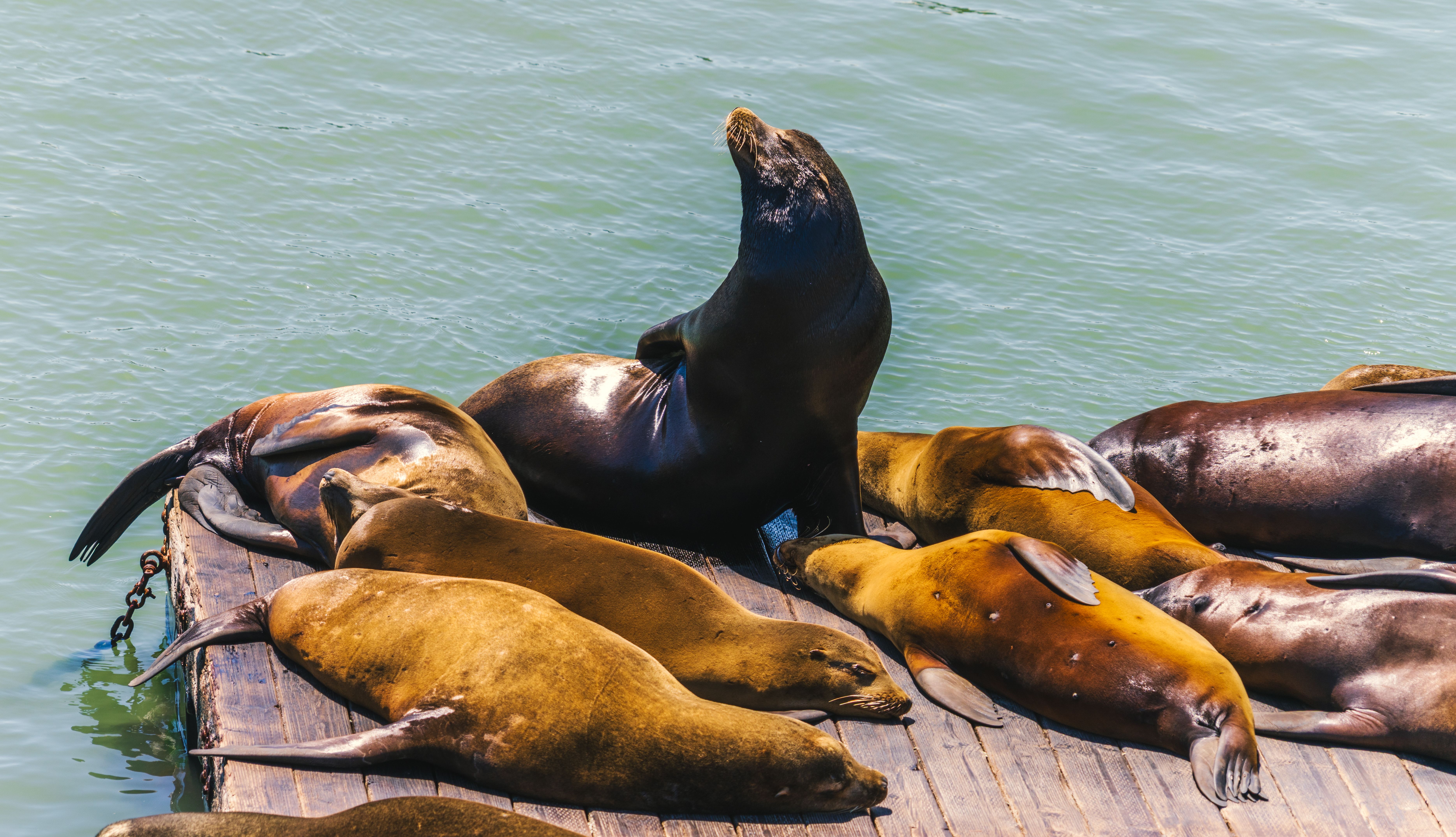 Sea Lions Basking at San Francisco's Pier 39 · Free Stock Photo