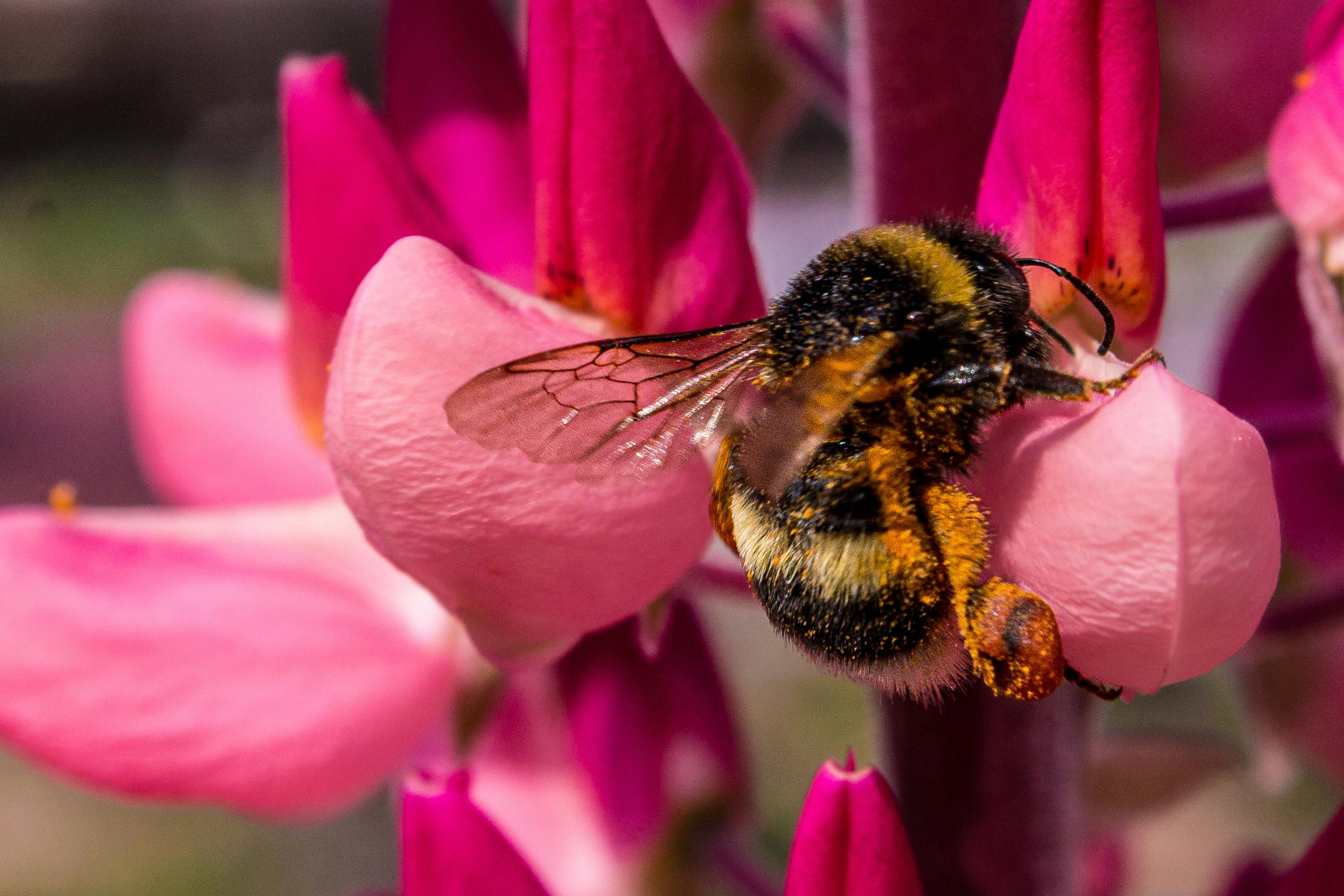 Bumblebee Photos, Download The BEST Free Bumblebee Stock Photos & HD Images