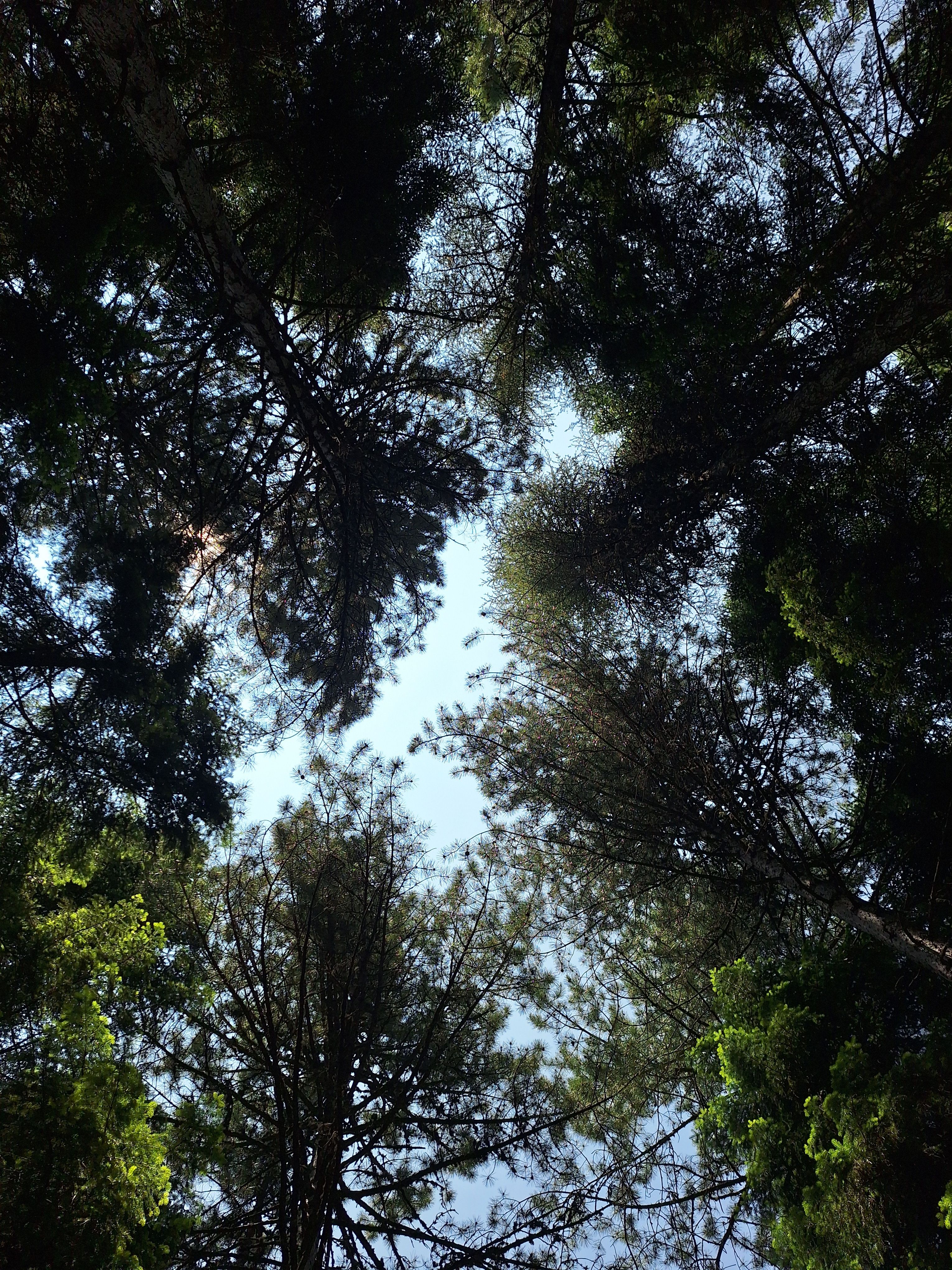 Trees And Sky Background Sky Tree Images Free Download On Freepik