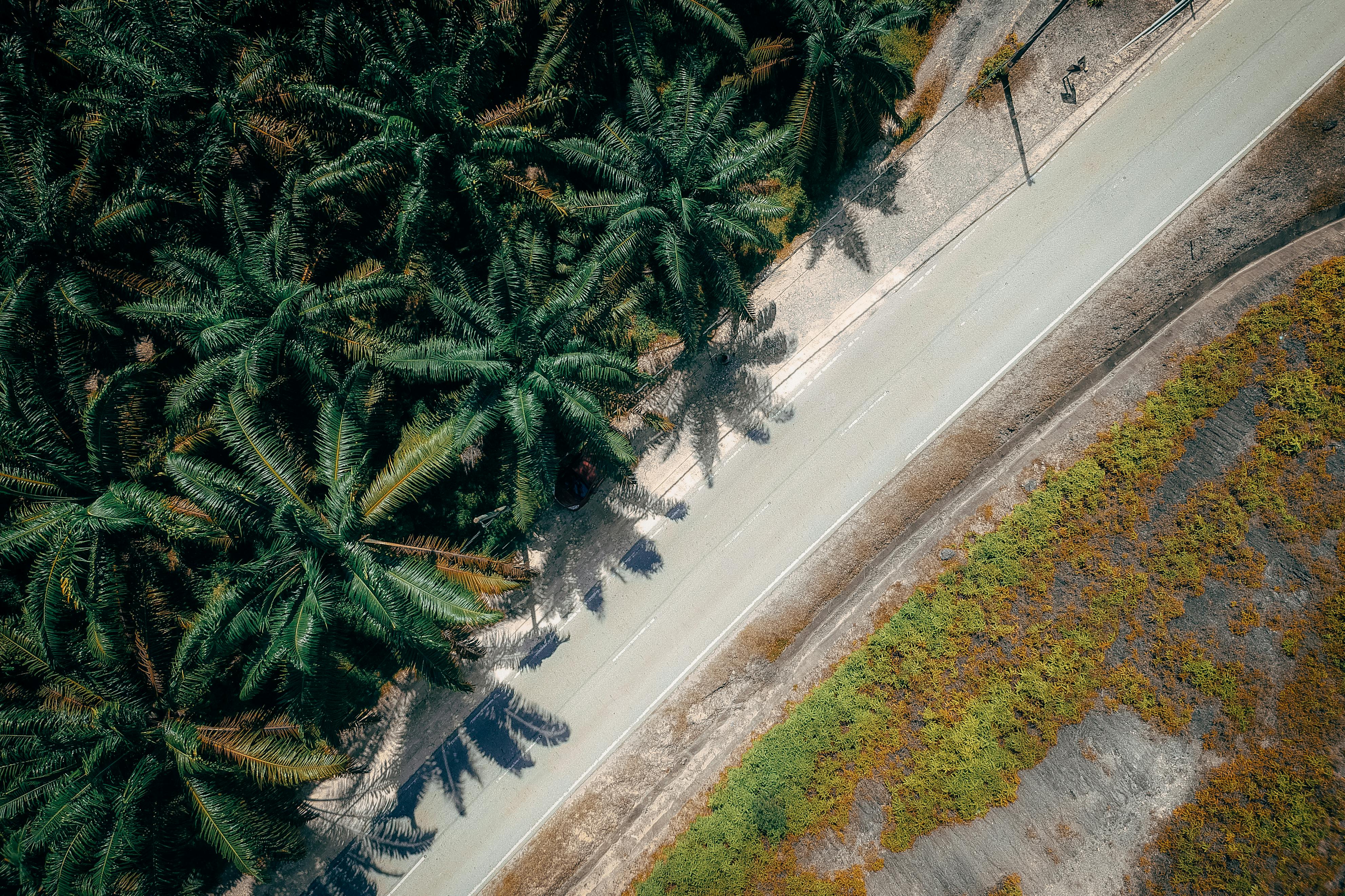 Trees Beside Road · Free Stock Photo