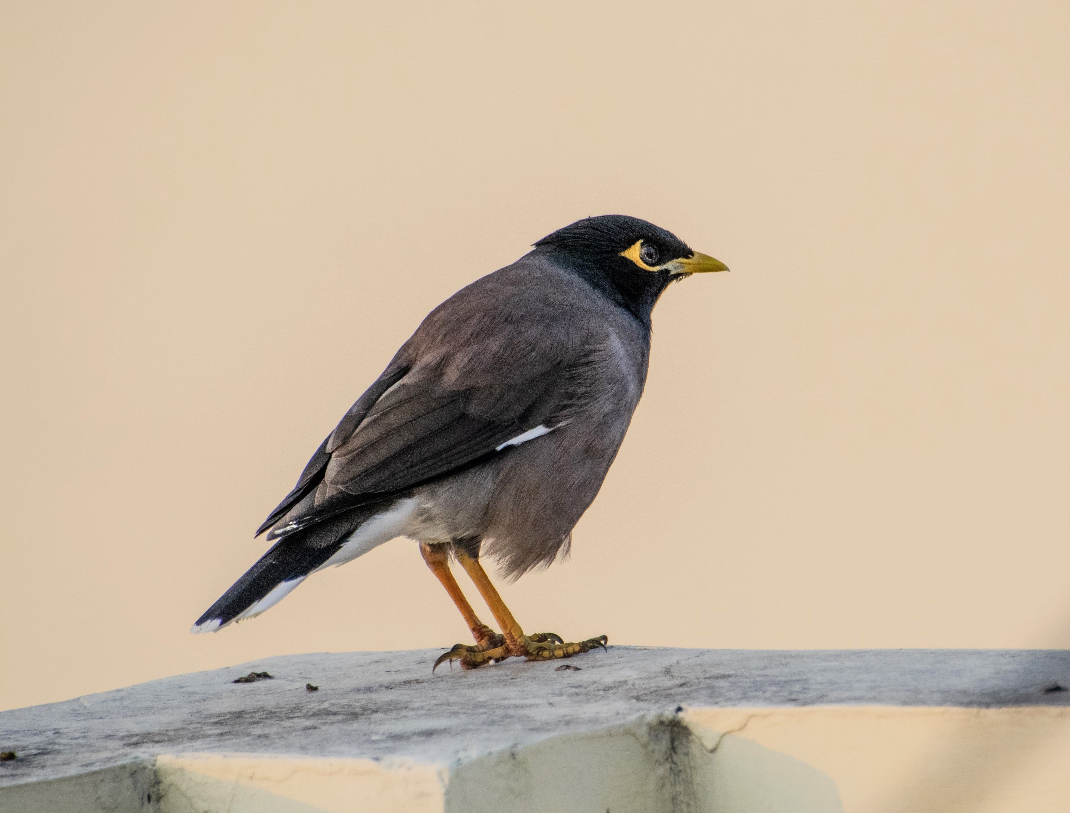 Common Myna Bird Perched Outdoors · Free Stock Photo