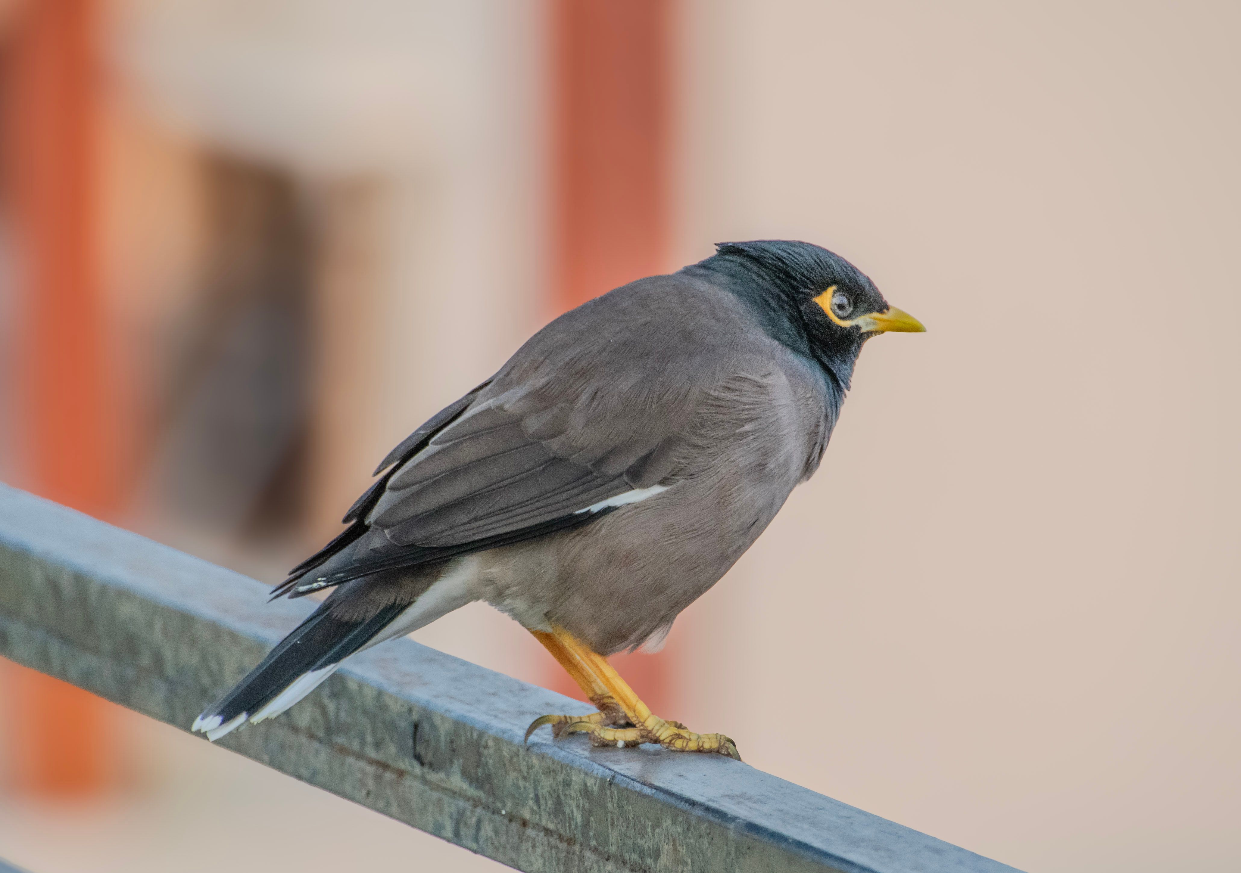 Close-up of a Common Myna Perched on a Rail · Free Stock Photo