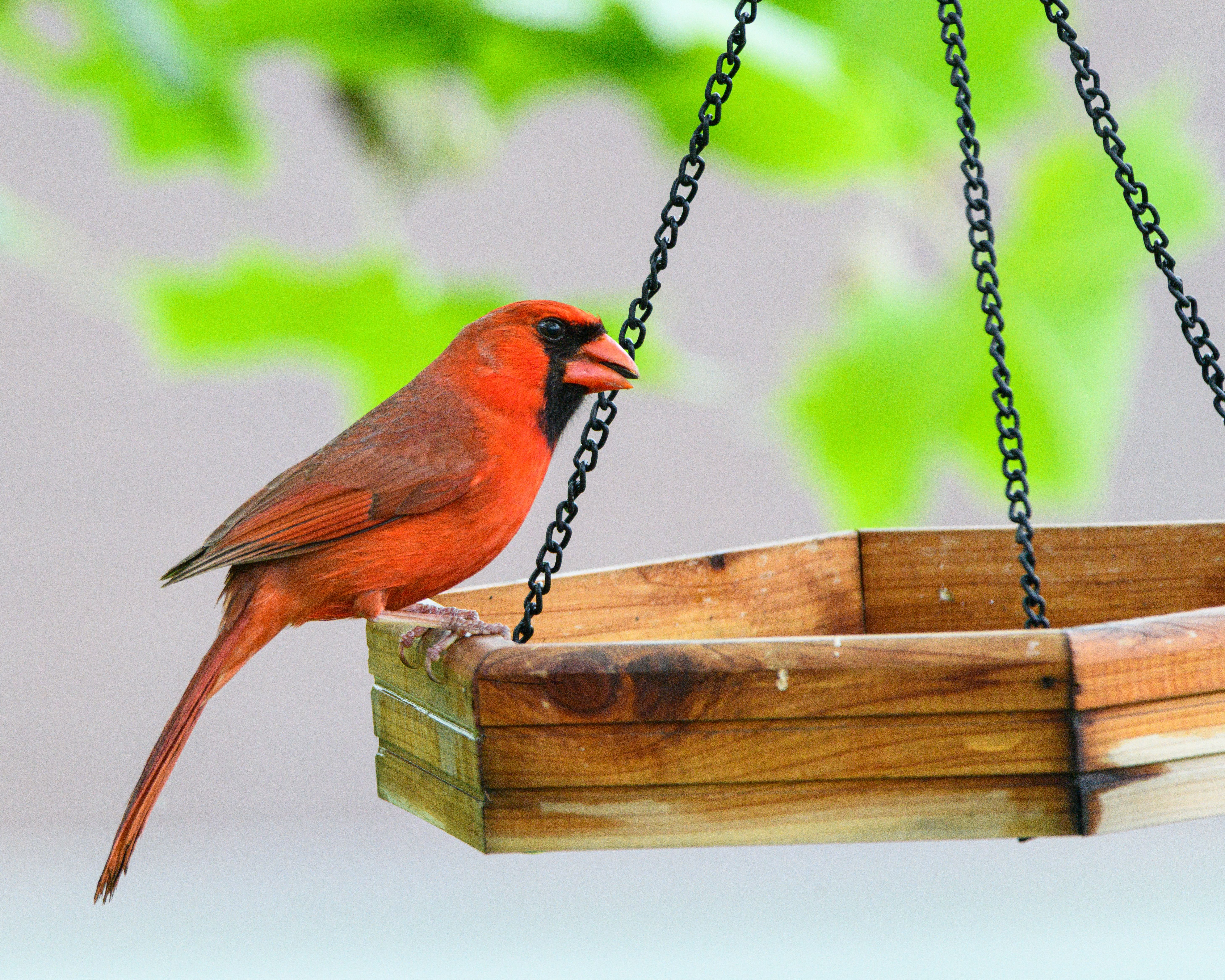 Cardinal Bird Photos, Download The BEST Free Cardinal Bird Stock Photos ...