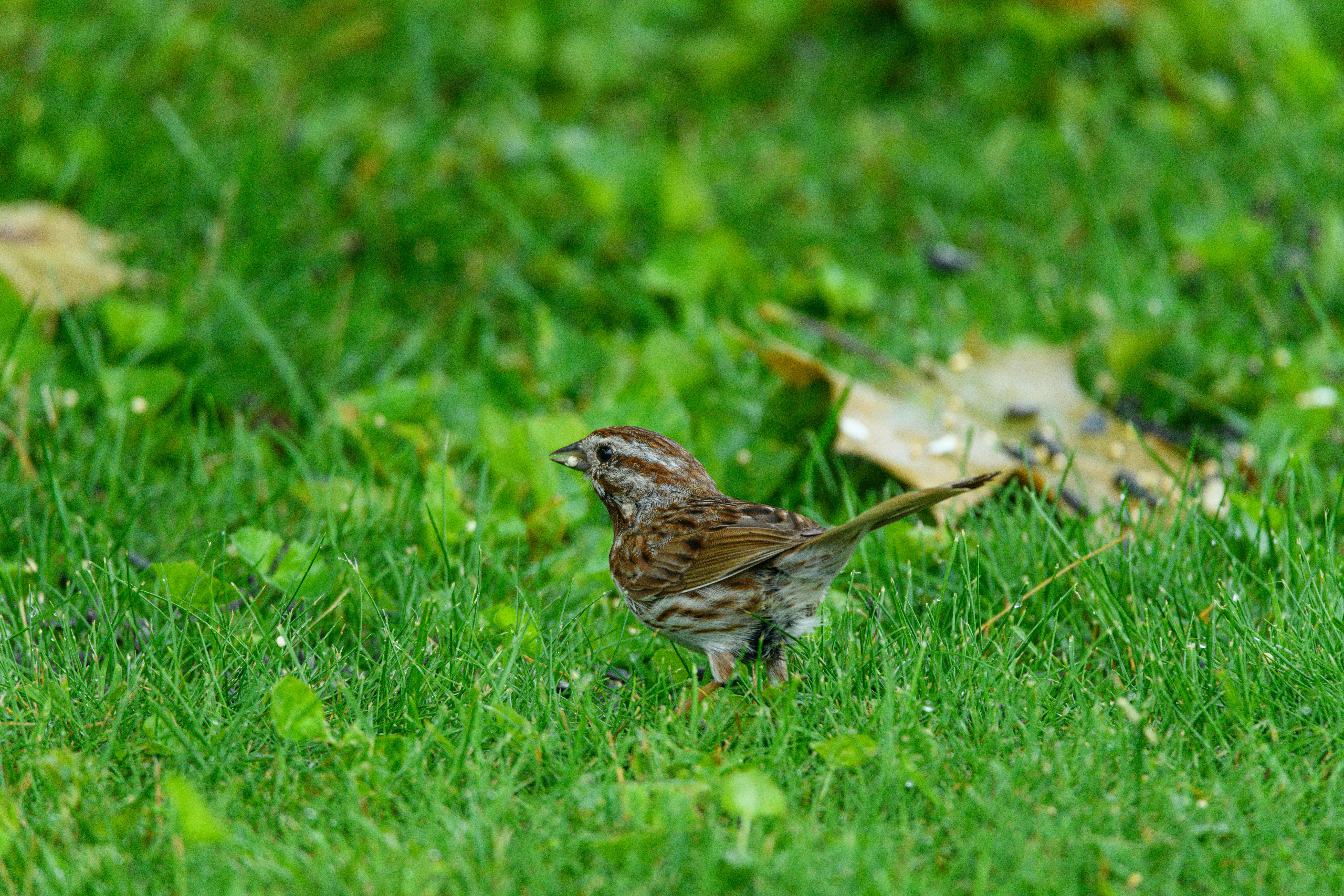 Japanese Sparrow Photos, Download The BEST Free Japanese Sparrow Stock ...