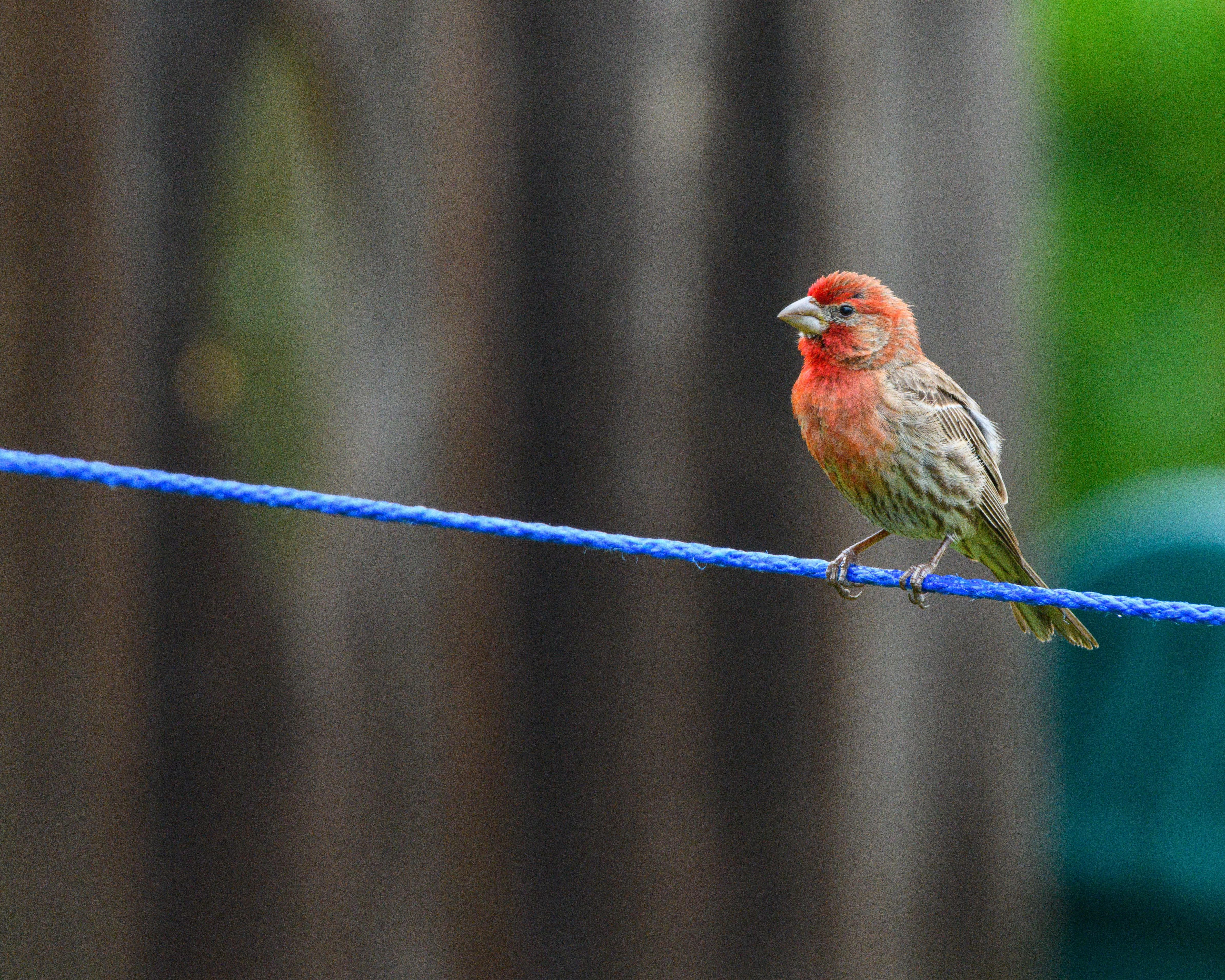 House Finch Perched on a Blue Rope Outdoors · Free Stock Photo