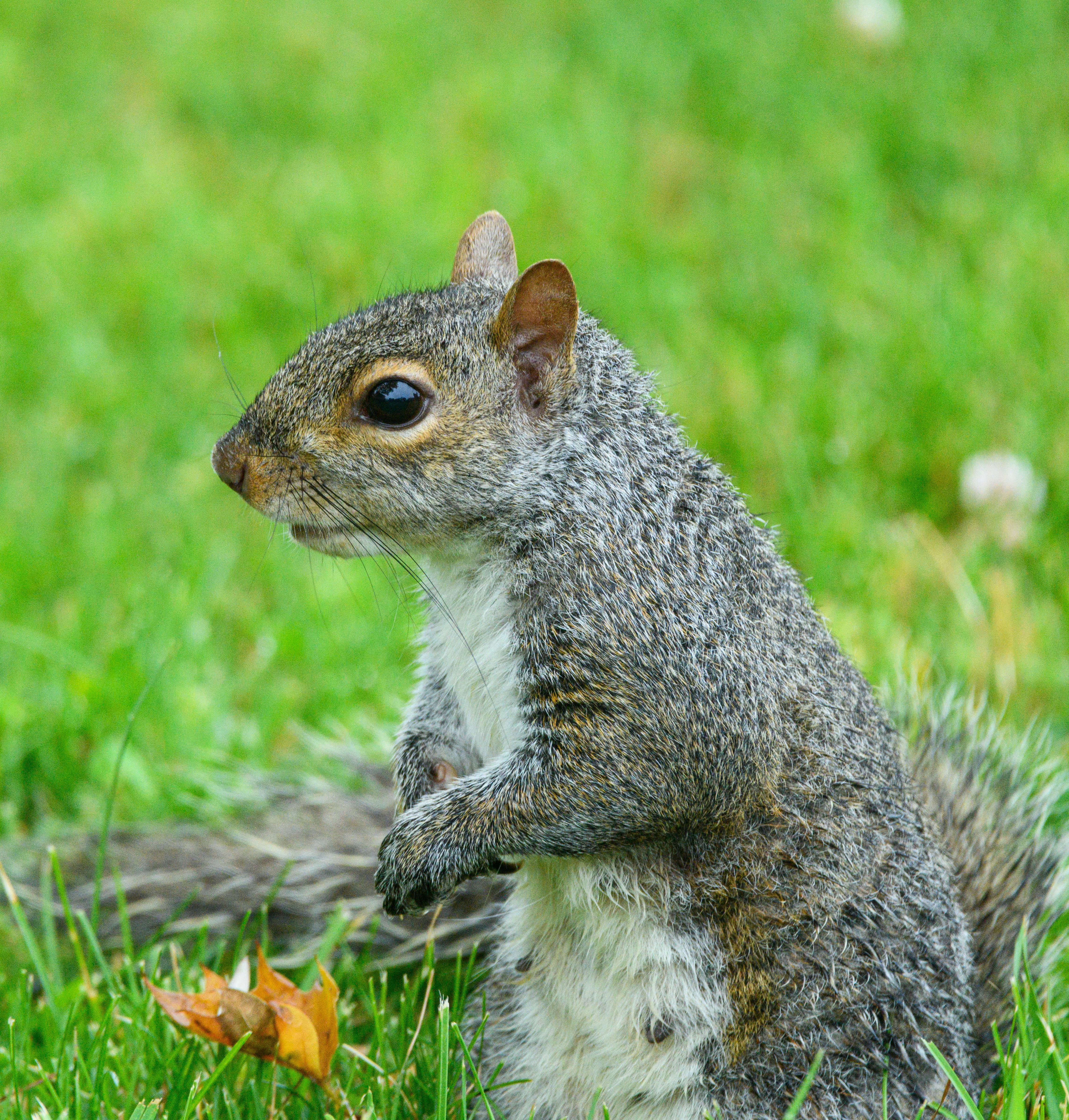 Squirrel Side View Photos, Download The BEST Free Squirrel Side View ...