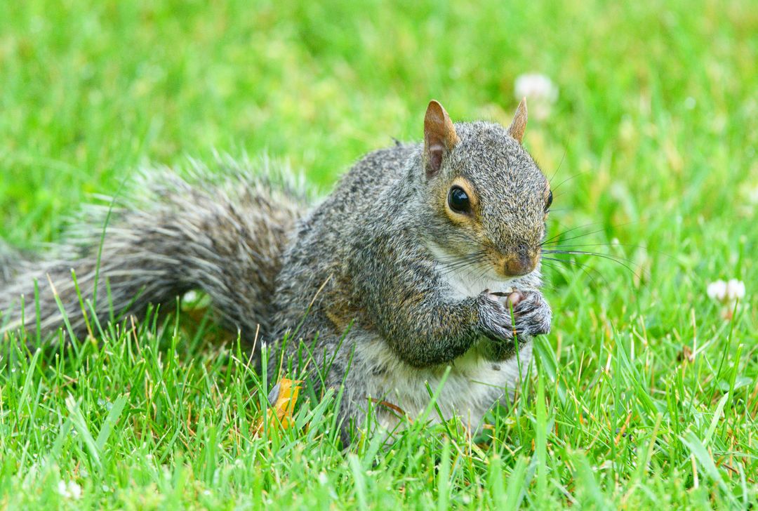 Eastern gray squirrel fun facts and amazing traits