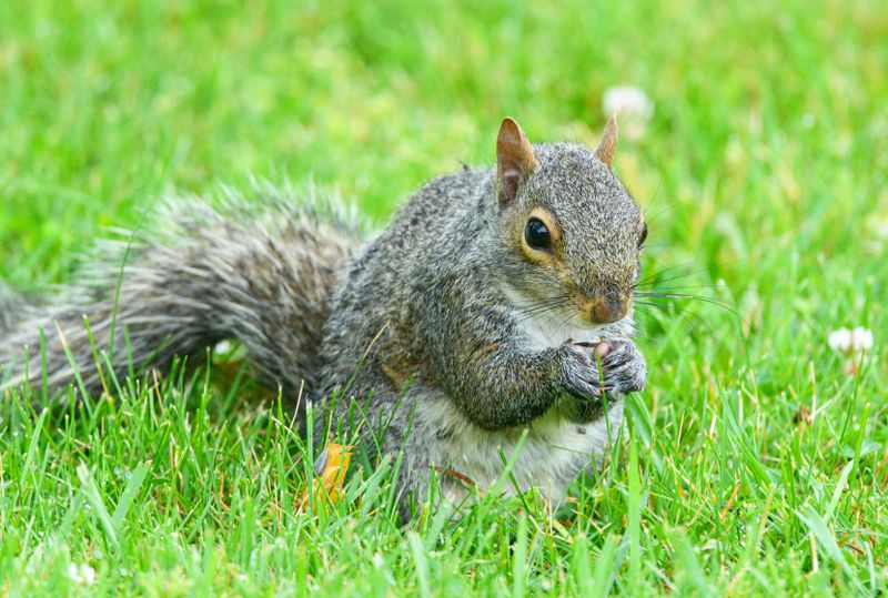 Eastern gray squirrel fun facts and amazing traits