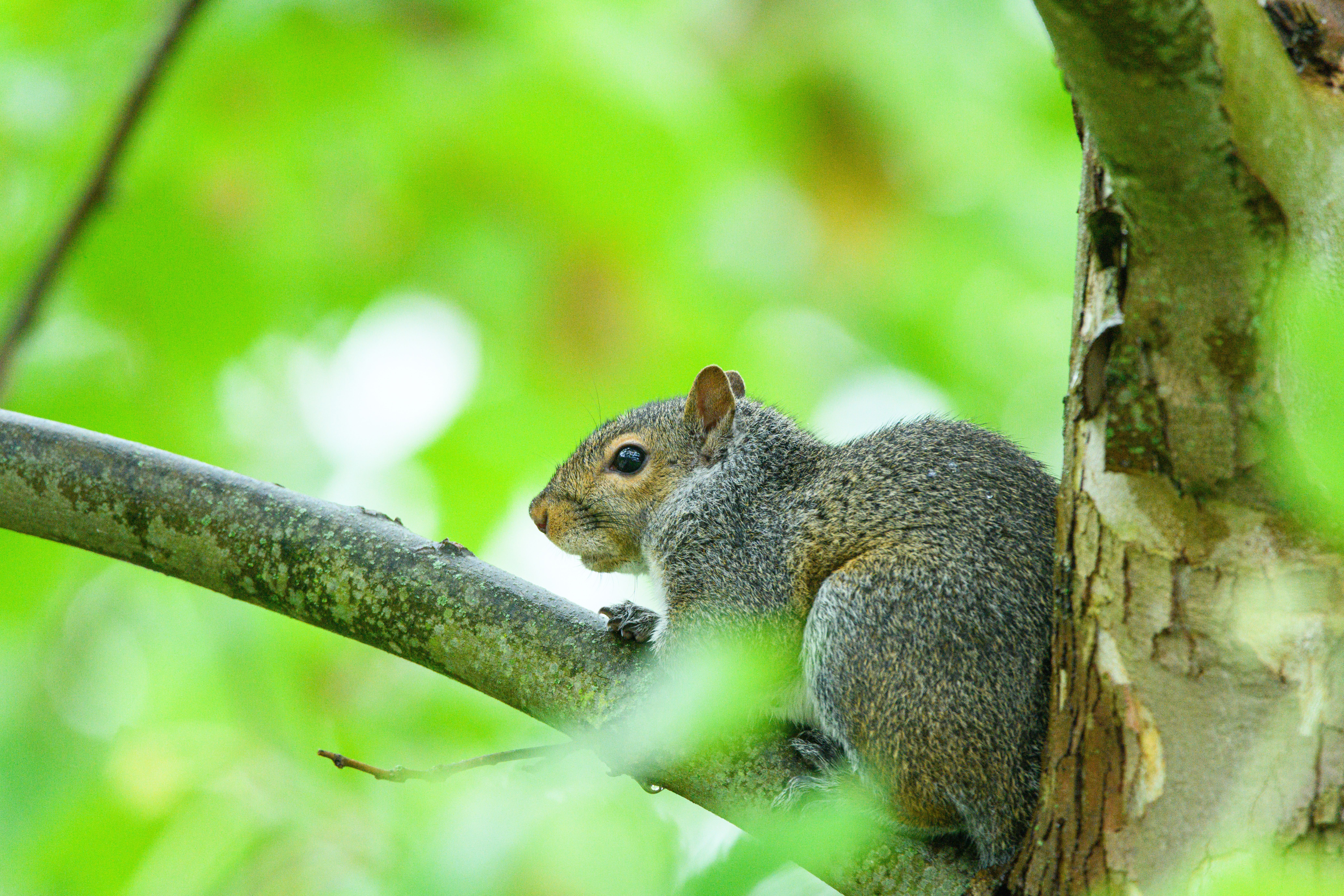Critter Busters Photos, Download The BEST Free Critter Busters Stock ...