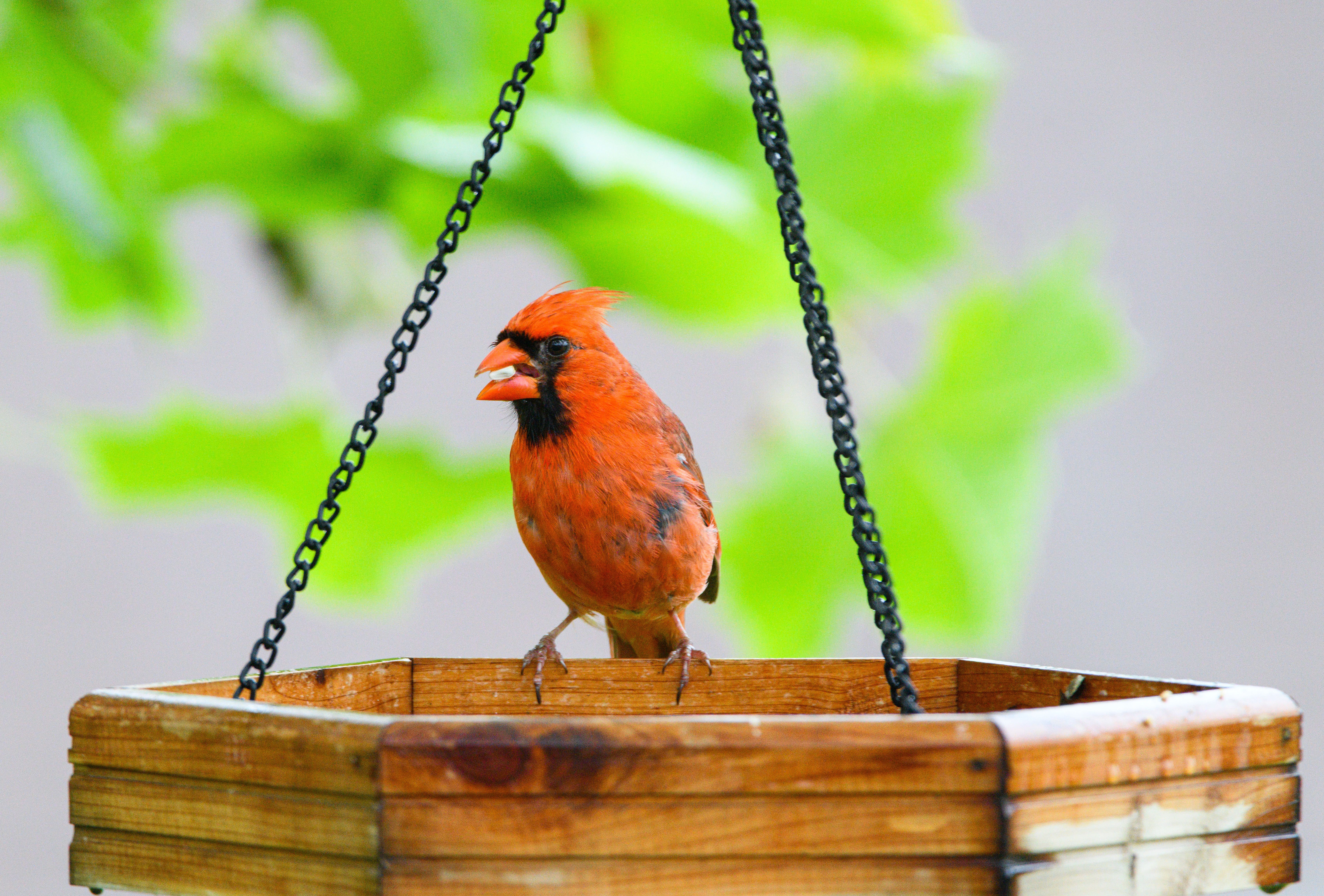 Fighting Cardinal Photos, Download The BEST Free Fighting Cardinal ...