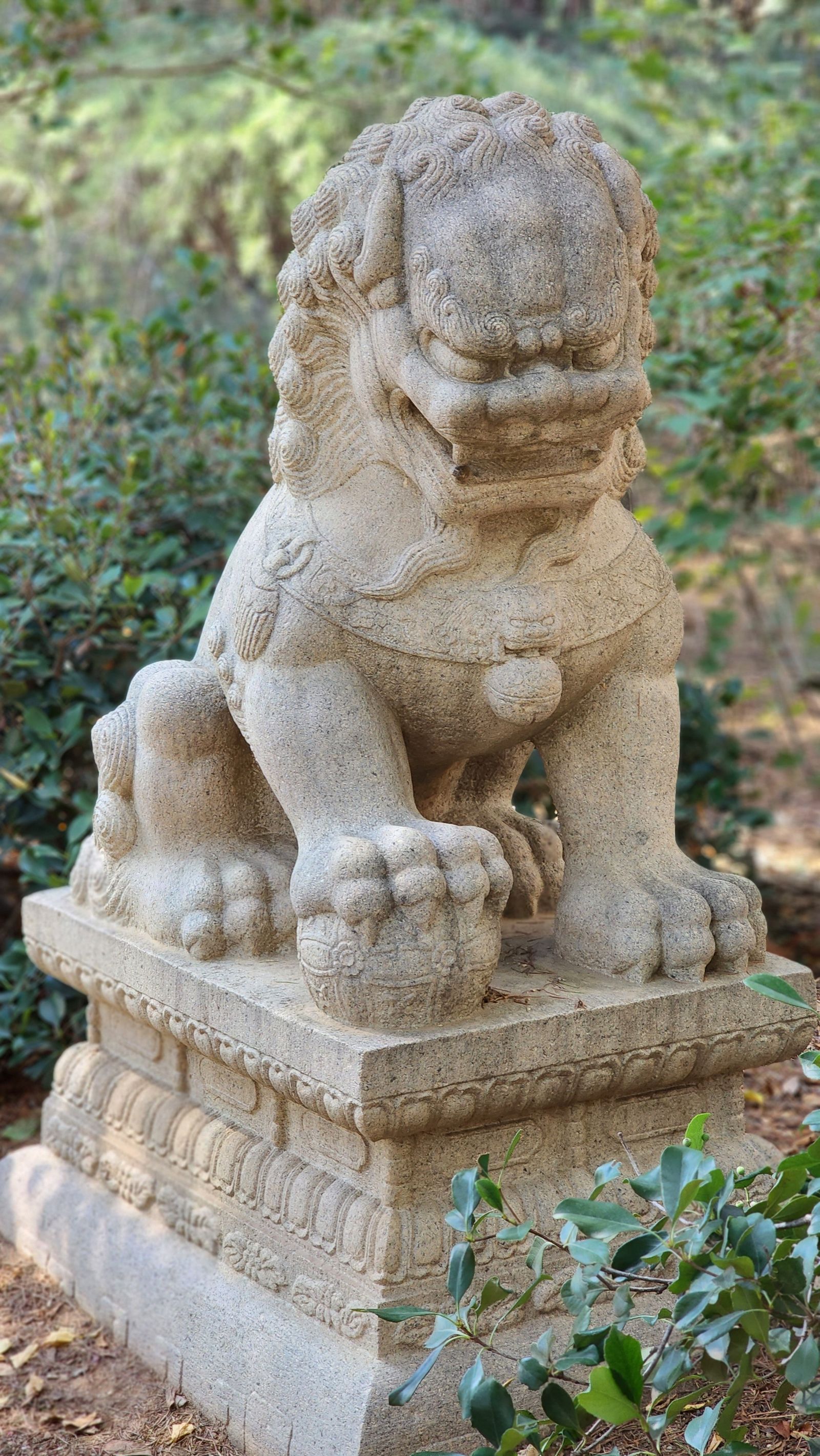 Scarface Lion Photos, Download The BEST Free Scarface Lion Stock Photos ...