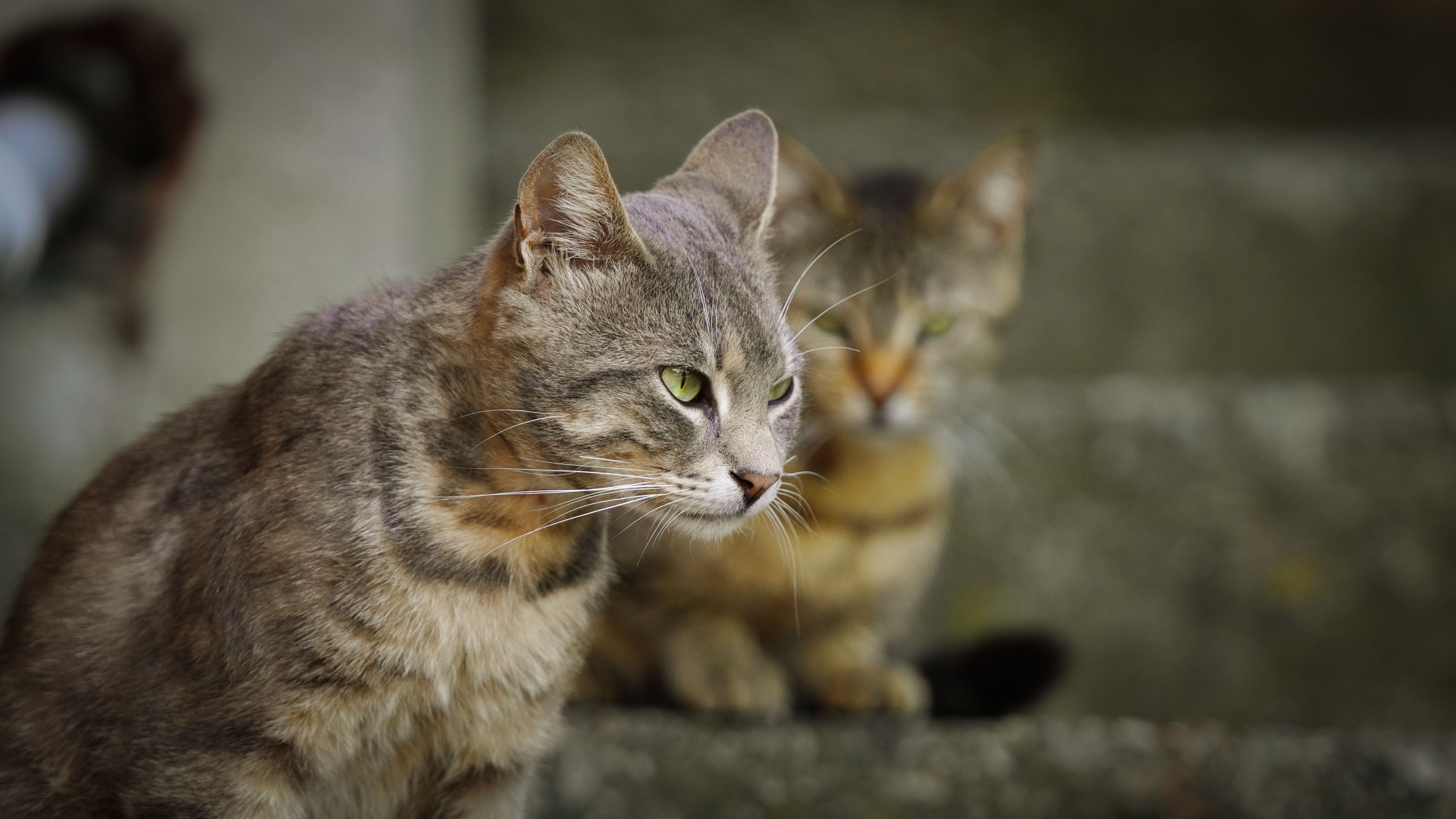 Two Stray Cats Resting on Stone Steps Outdoors · Free Stock Photo