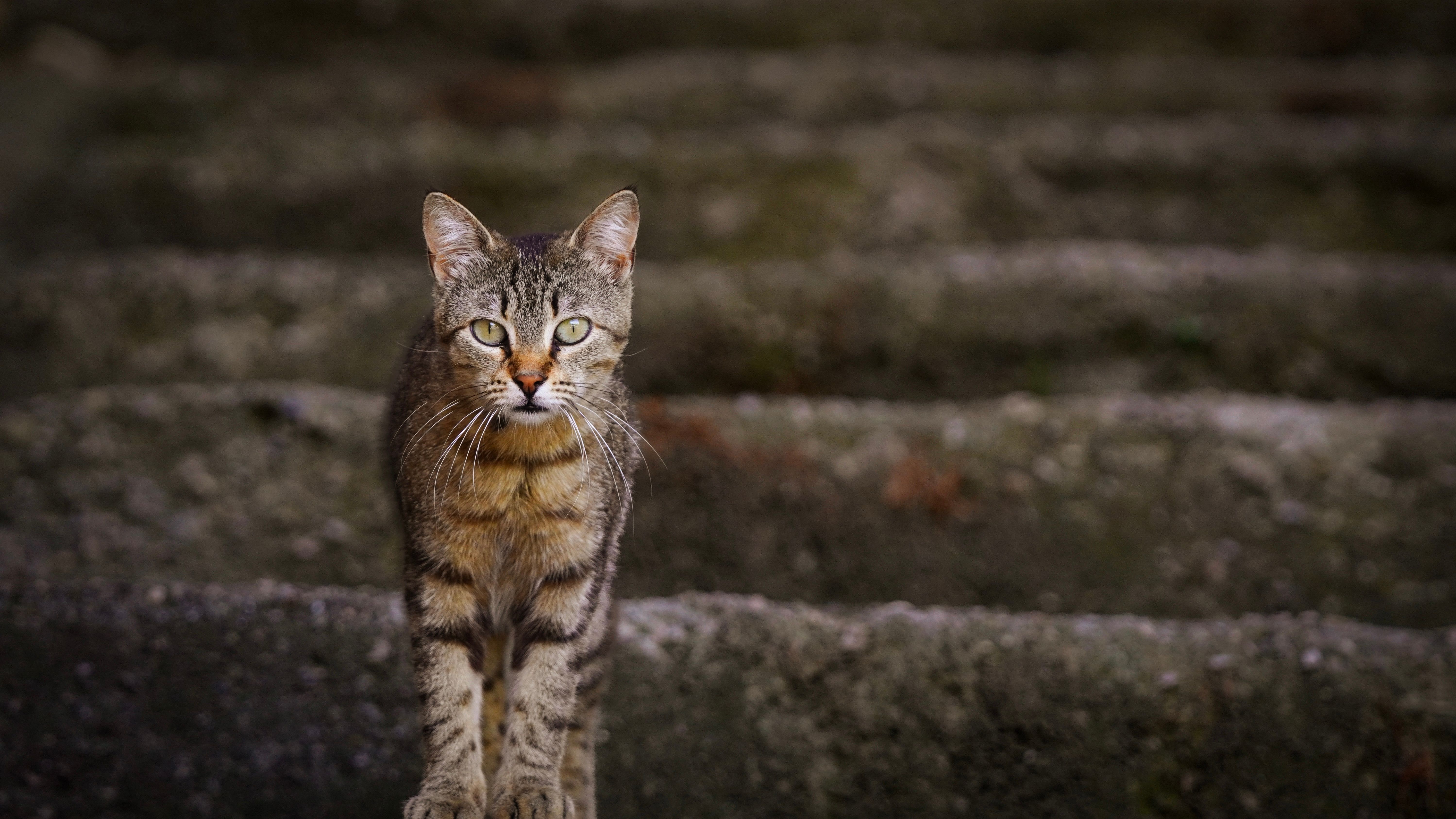 Primer Plano De Un Gato Rayado Al Aire Libre En Las Escaleras · Foto de ...