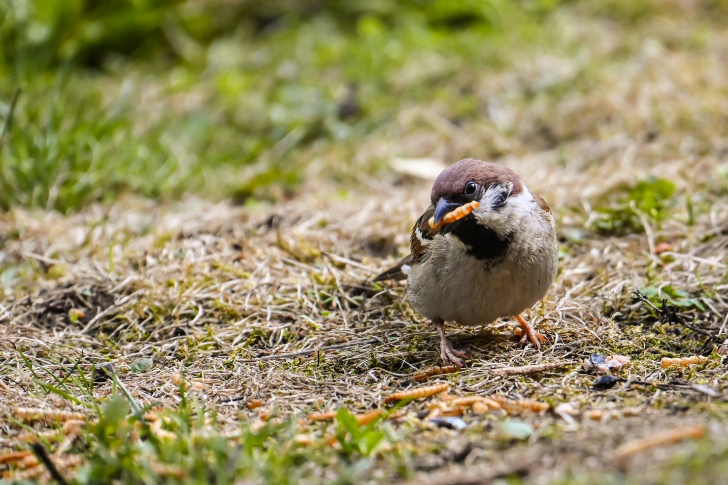 The Tragic Tale of the Dusky Seaside Sparrow's Demise