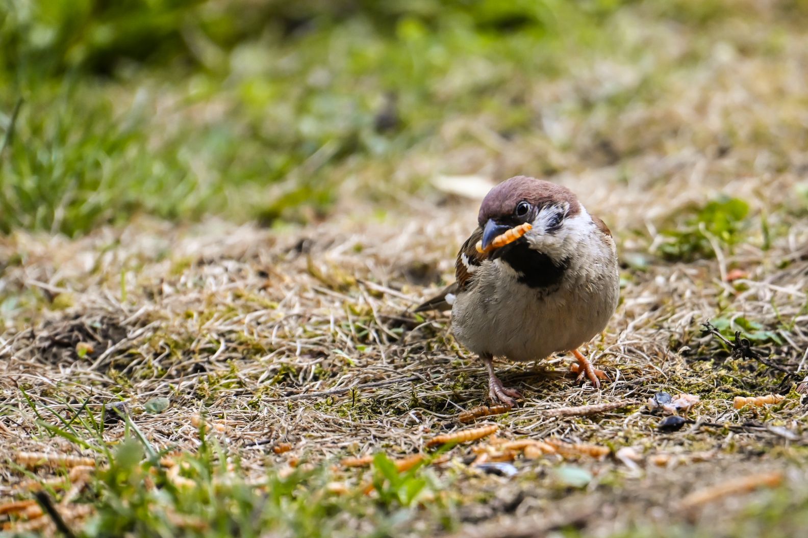 The Tragic Tale of the Dusky Seaside Sparrow's Demise