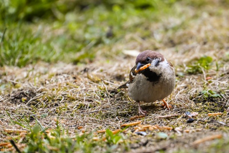 White Throated Sparrow: Habitat, Diet & Breeding Facts