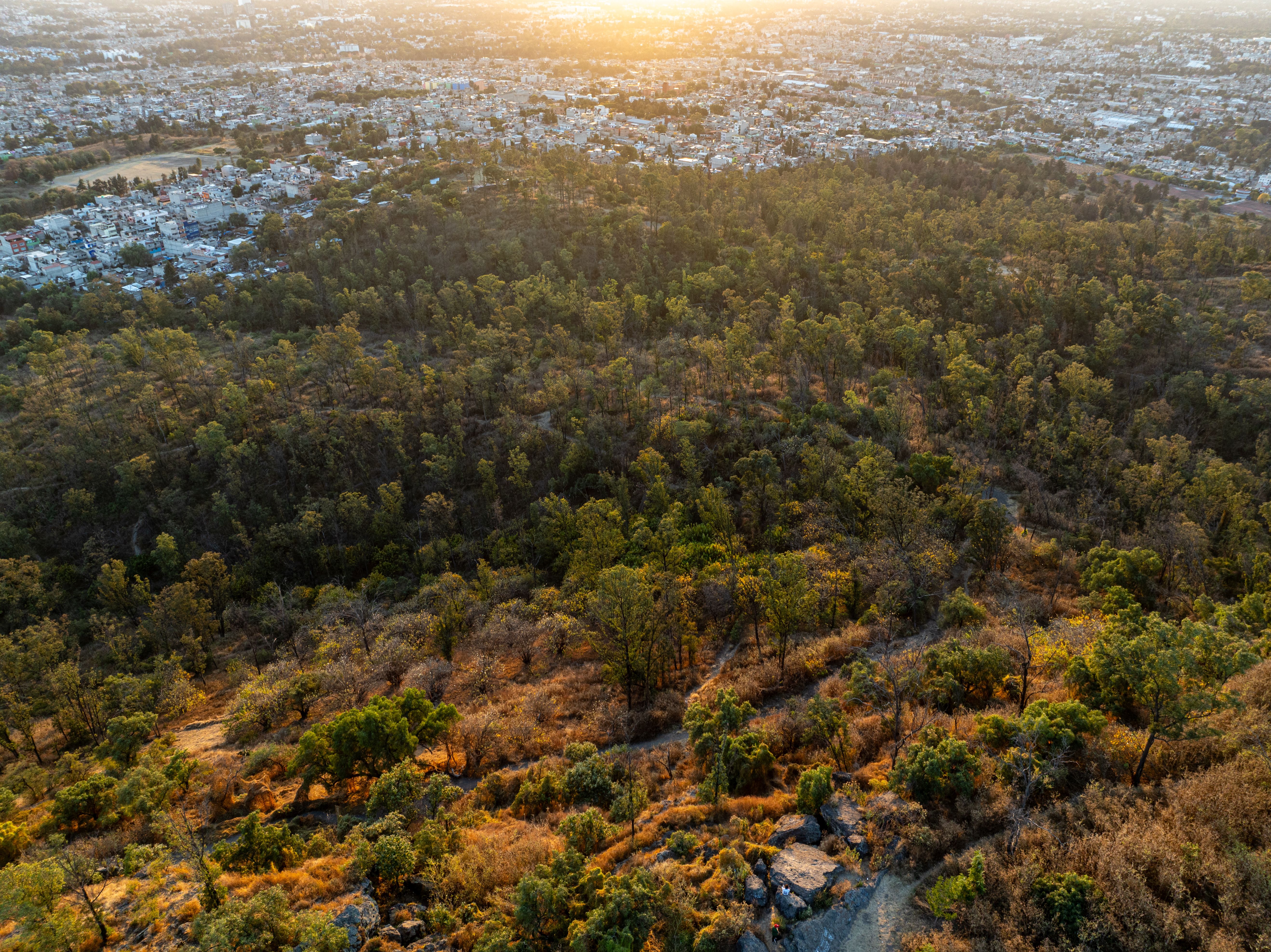Aerial View of Forest at Sunset in Mexico City · Free Stock Photo