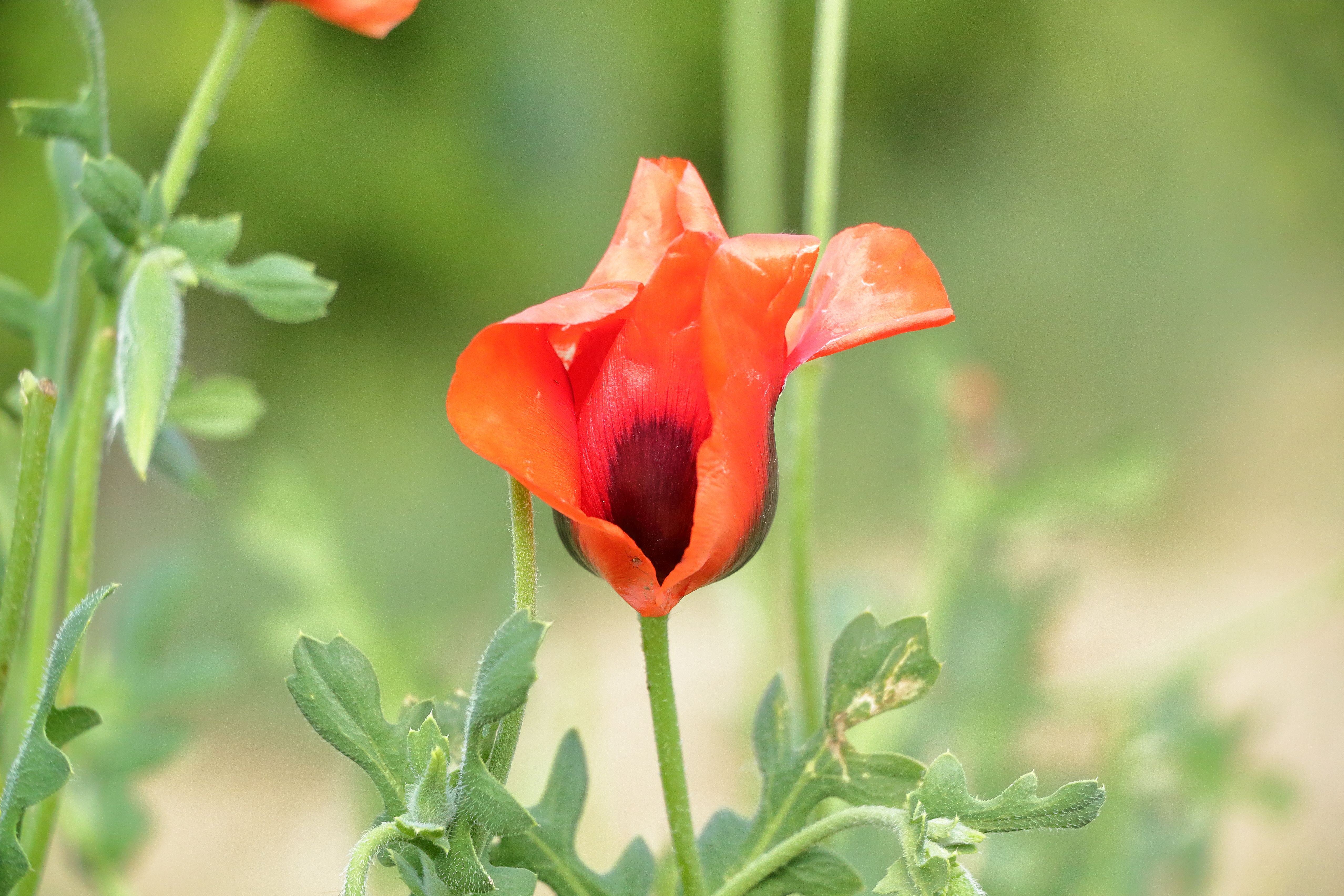 Close-Up of Red Wild Poppy Flower in Bloom · Free Stock Photo