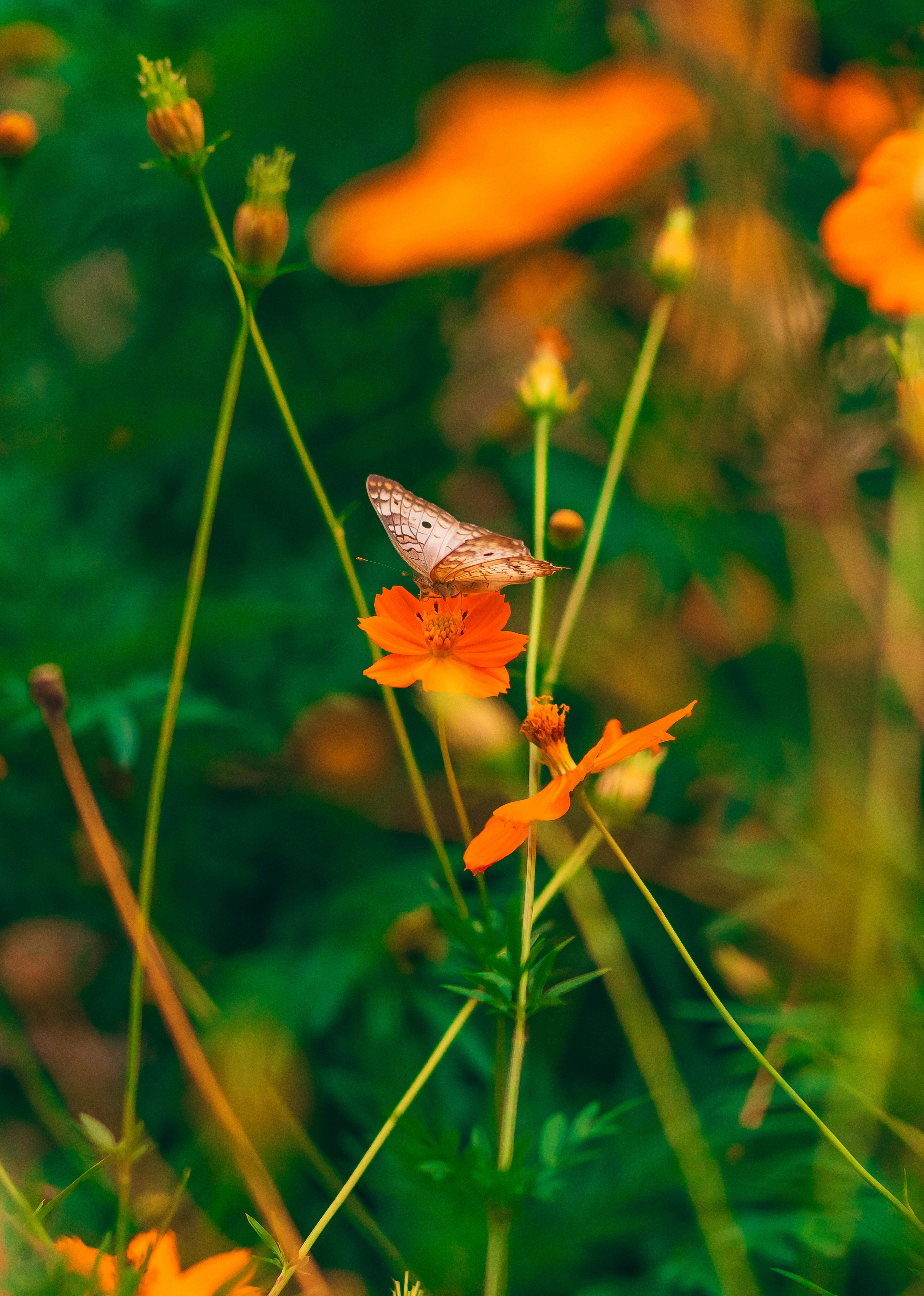 Foto stok gratis tentang alam, alami, bagus, baru, berbayang, berfokus ...