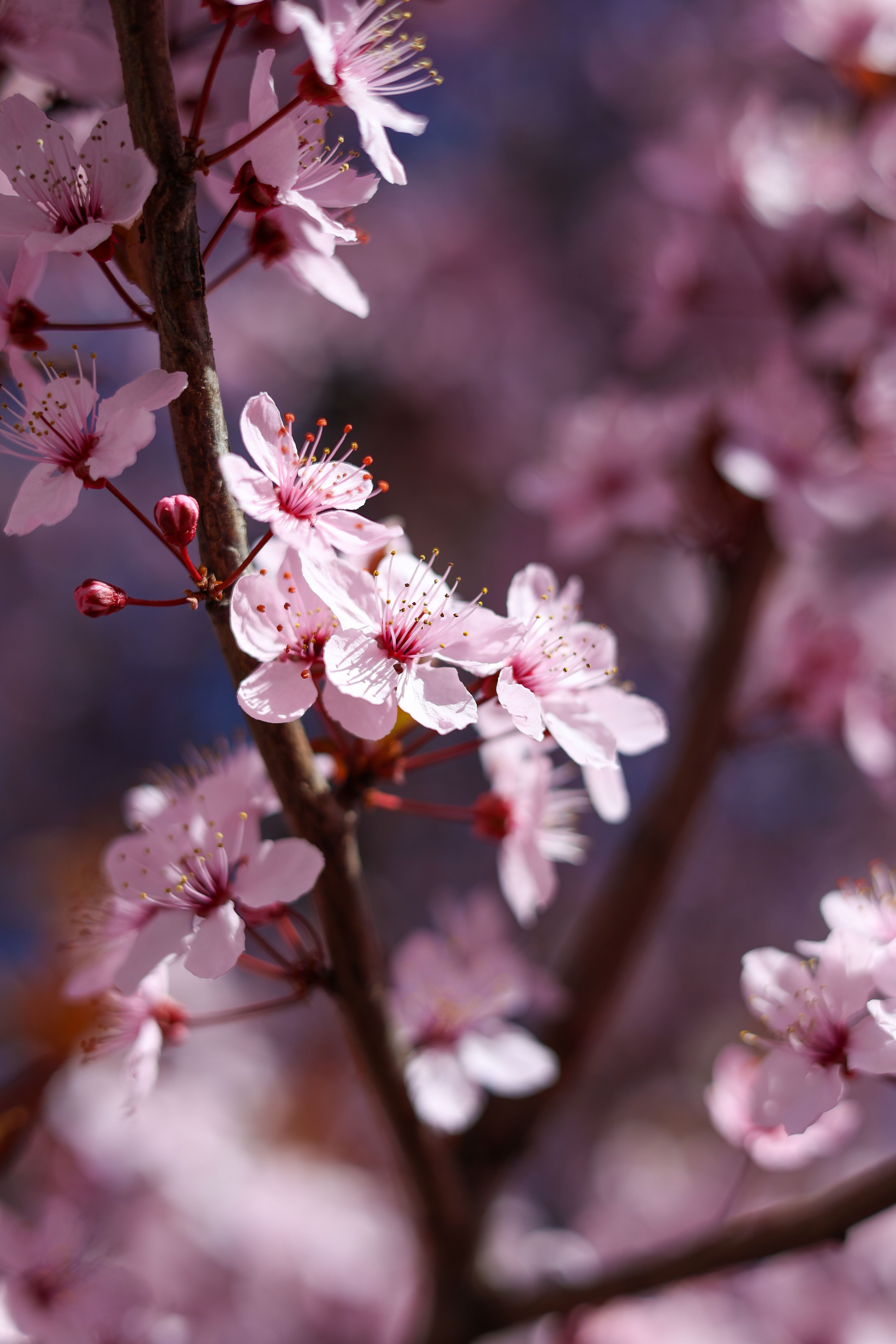 Beautiful Close-Up of Cherry Blossoms in Spring · Free Stock Photo