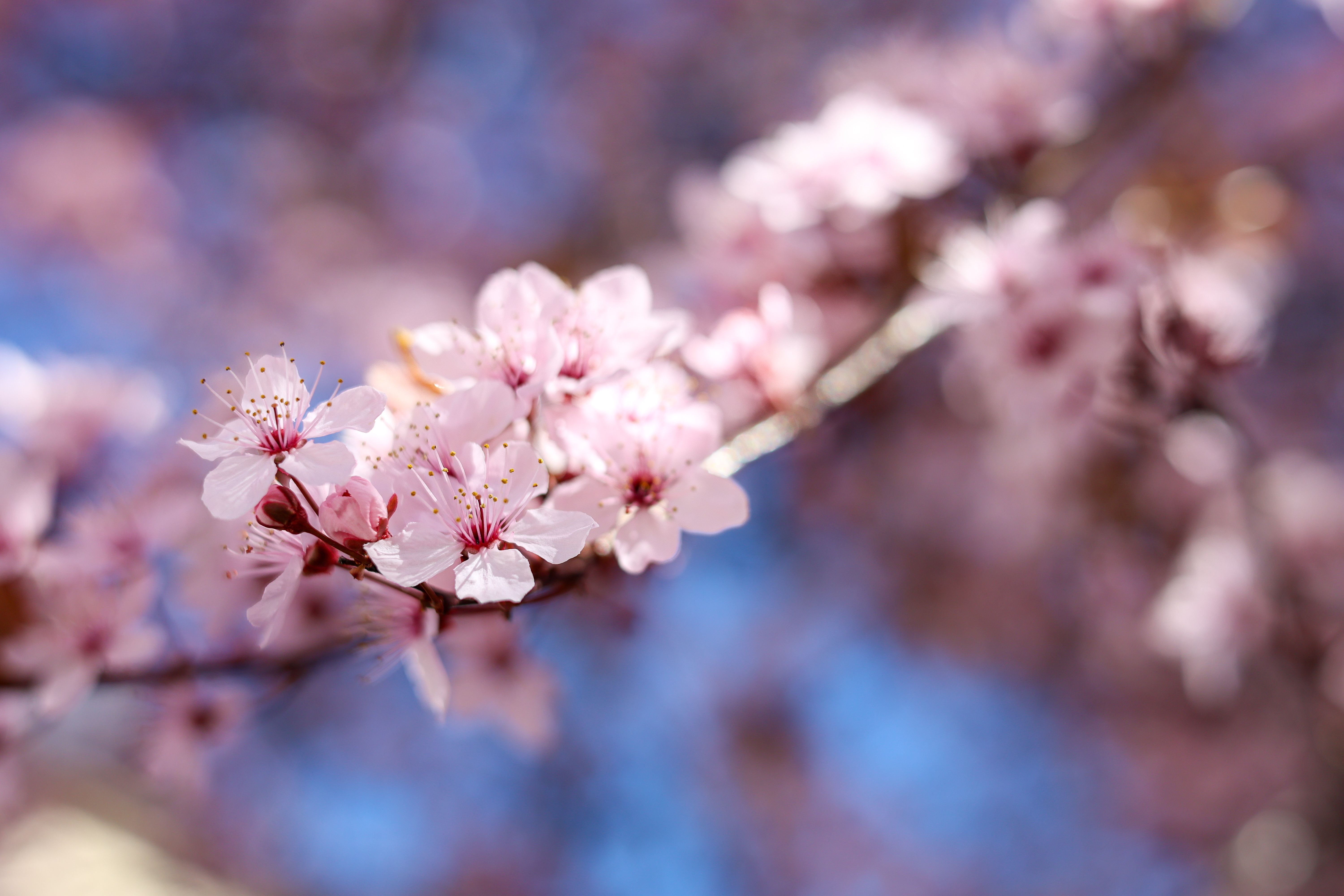 Japan Pink Trees Background Photos, Download The BEST Free Japan Pink ...