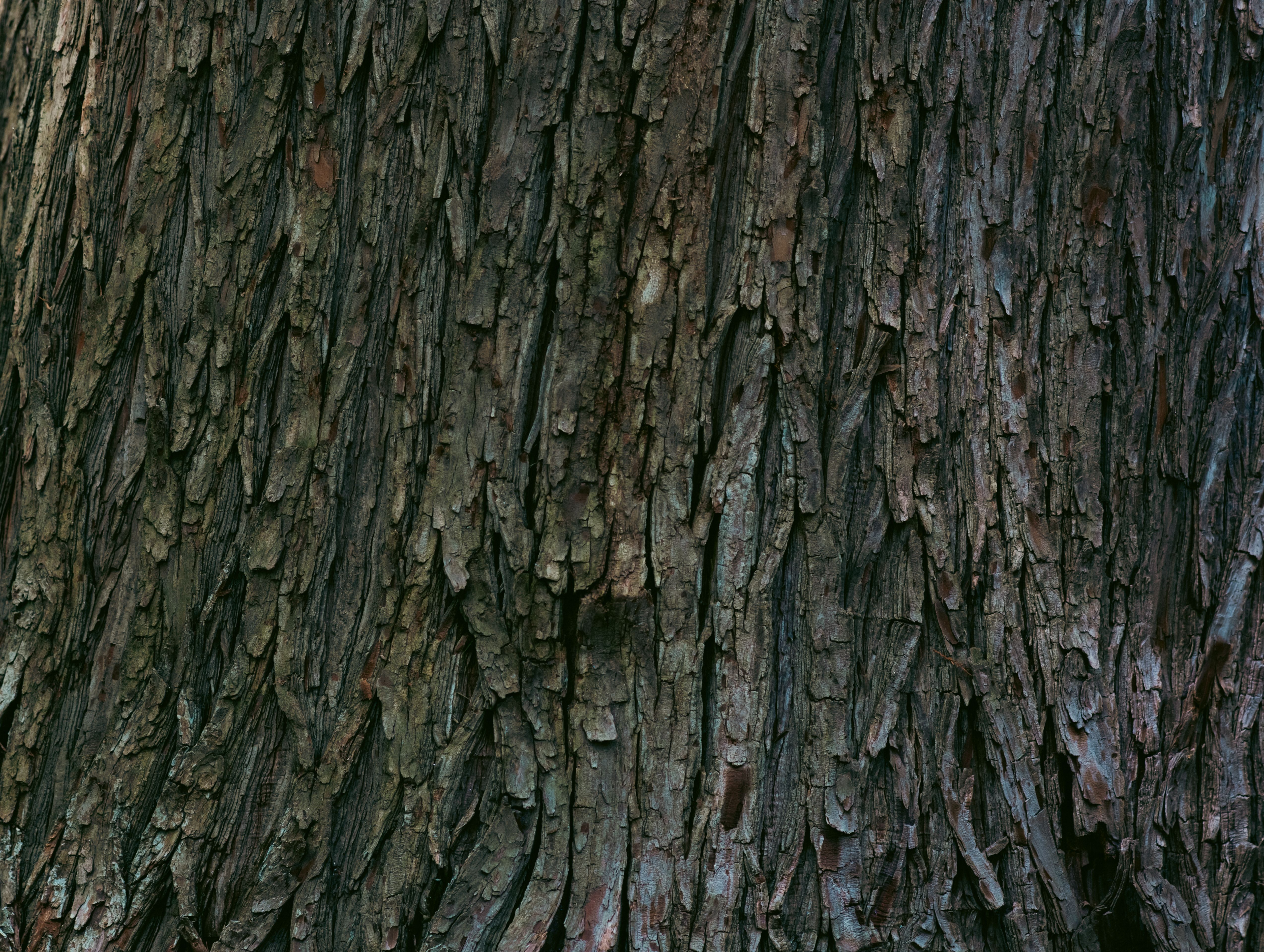Close-Up of Tree Bark with Natural Texture · Free Stock Photo