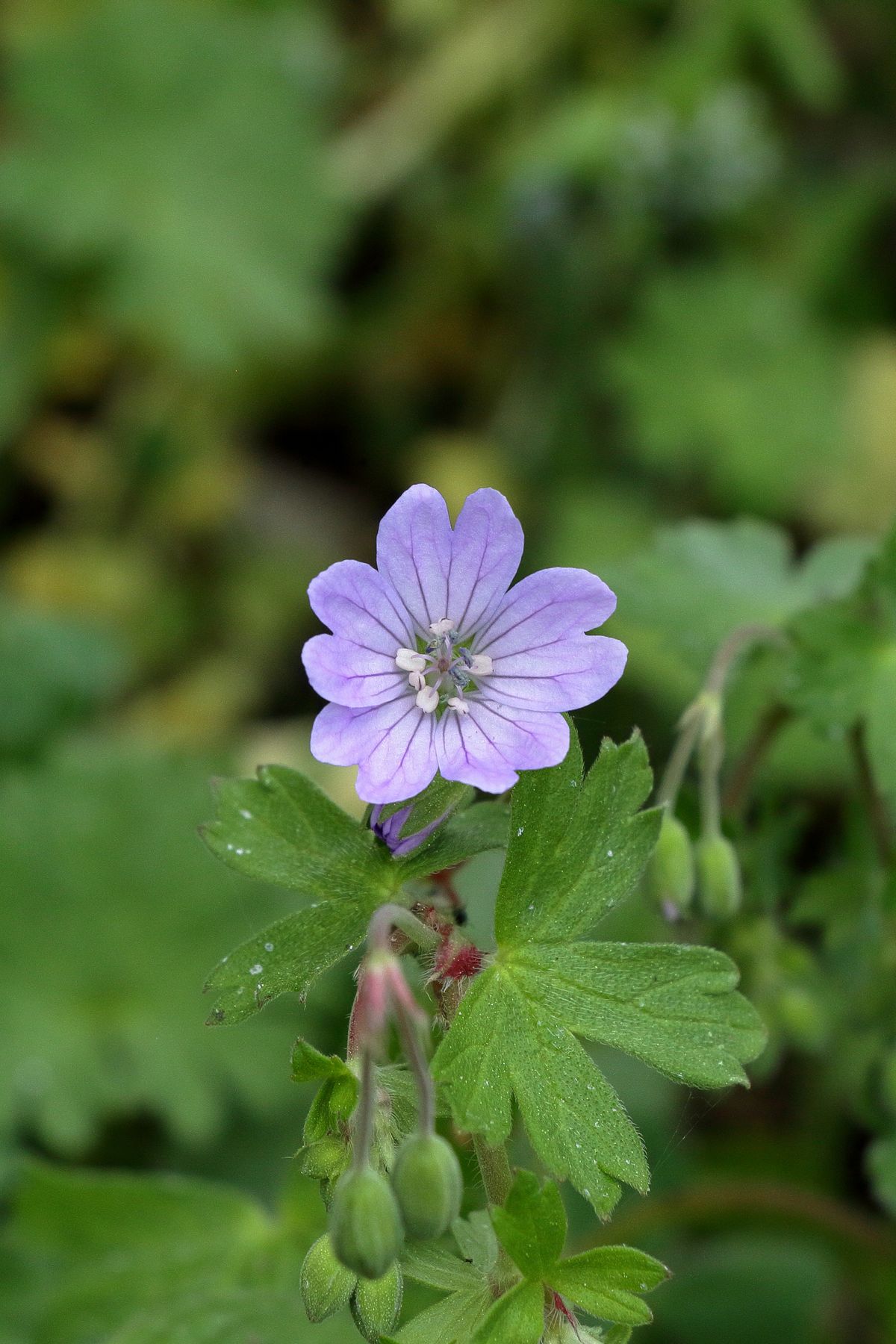 Flower Bukey Photos, Download The BEST Free Flower Bukey Stock Photos ...