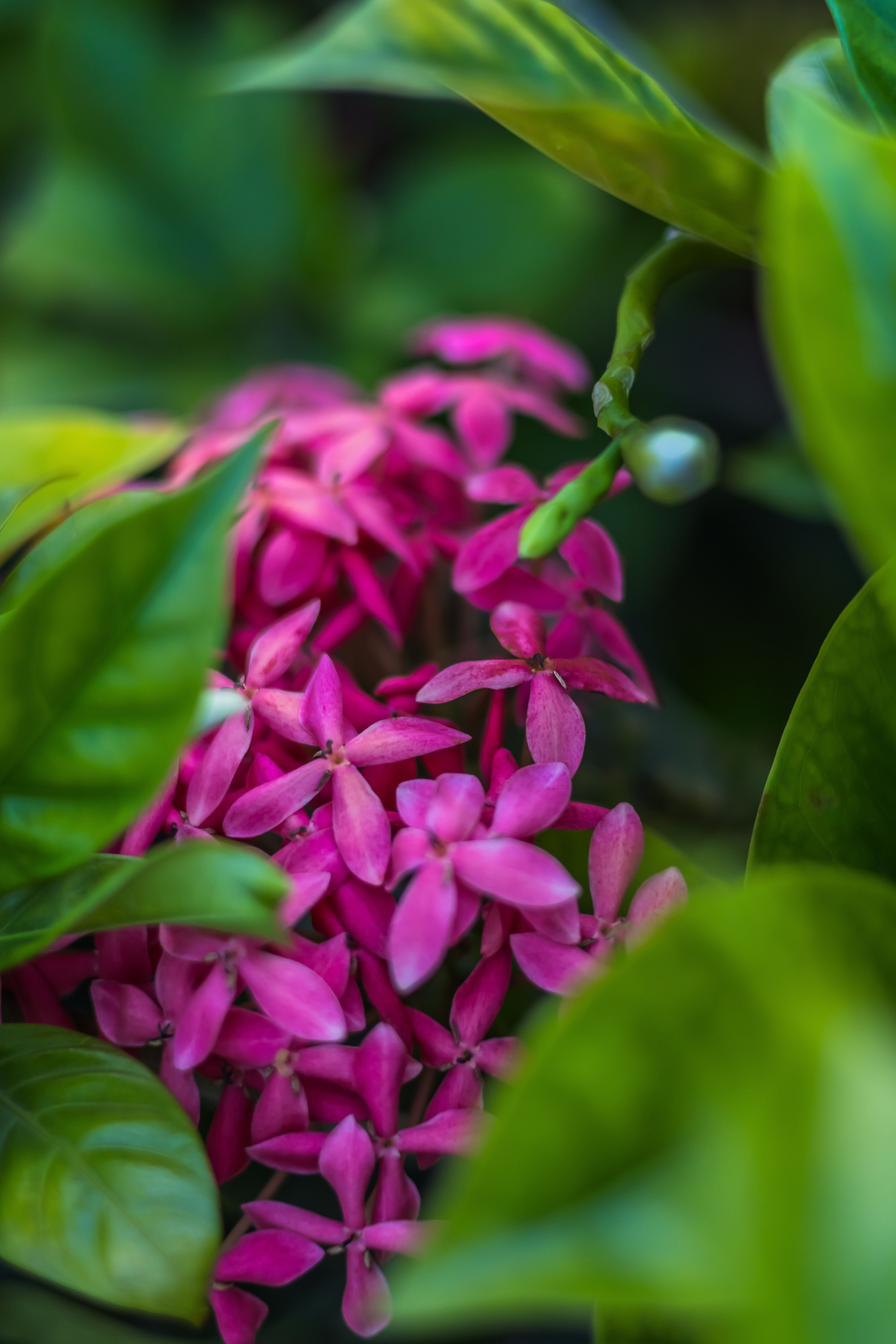 Vibrant Pink Flowers in Lush Greenery · Free Stock Photo