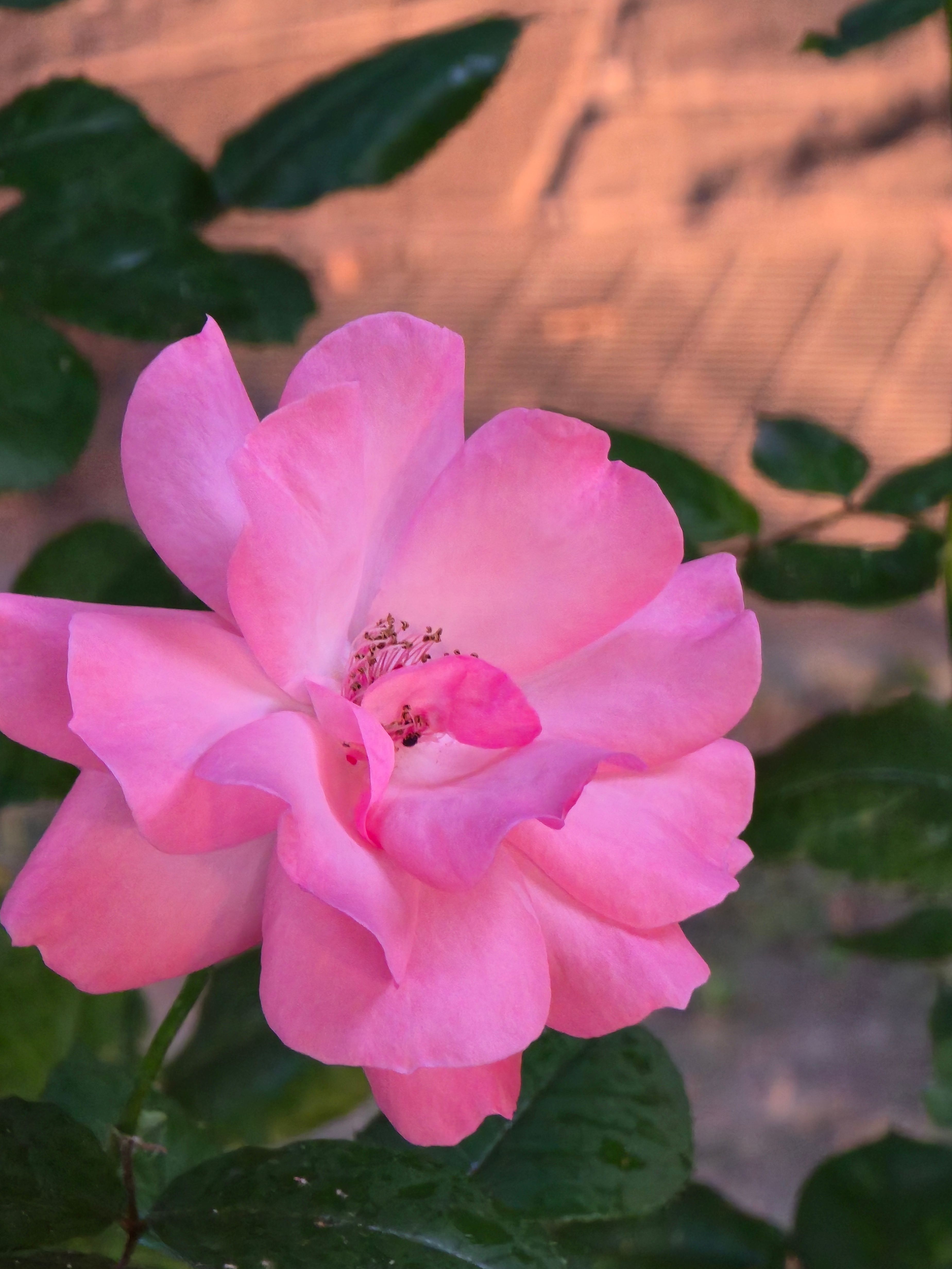 Selective Focus Photogrpahy Red Rose Flower · Free Stock Photo