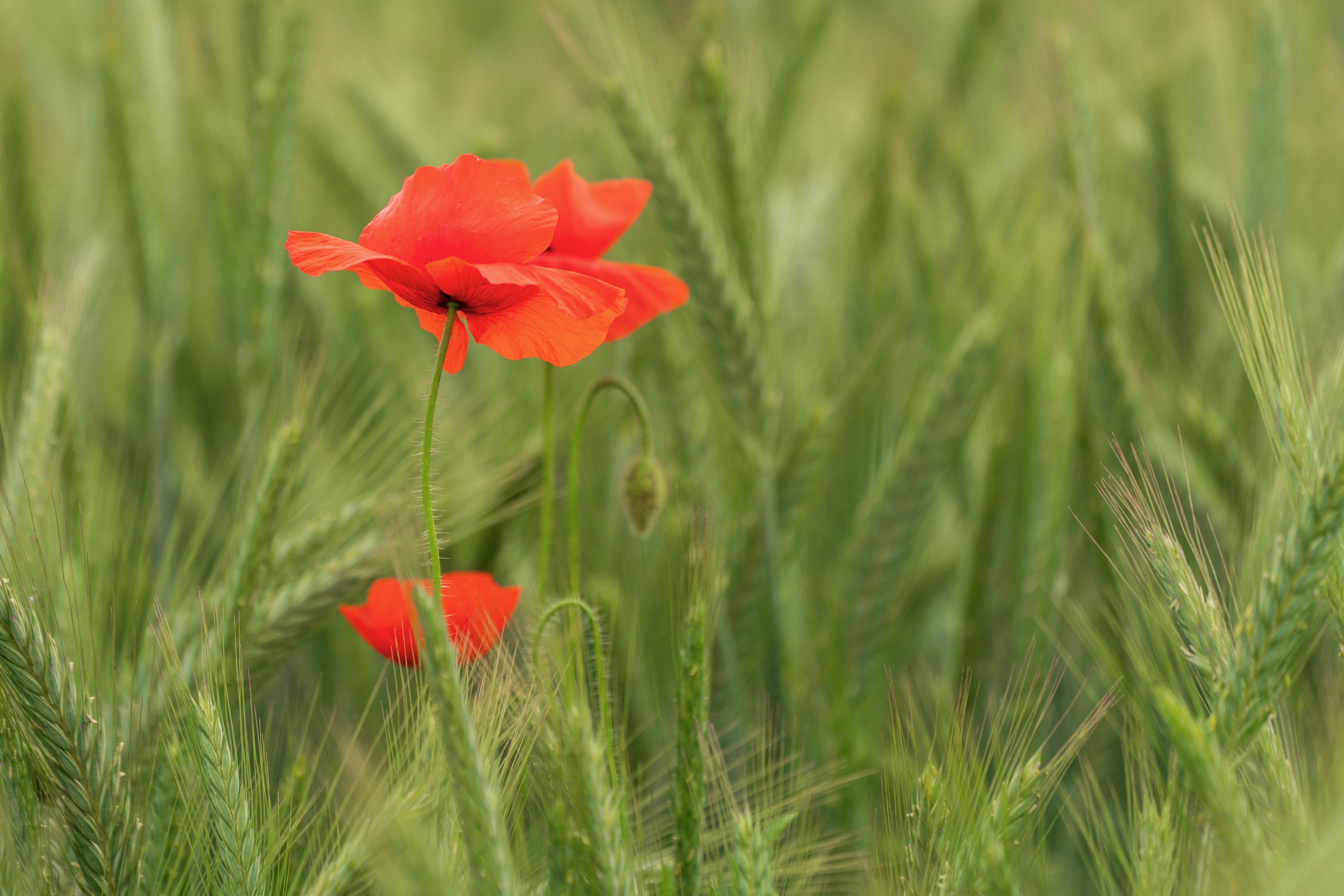 Poppy And Wheat Photos, Download The BEST Free Poppy And Wheat Stock ...