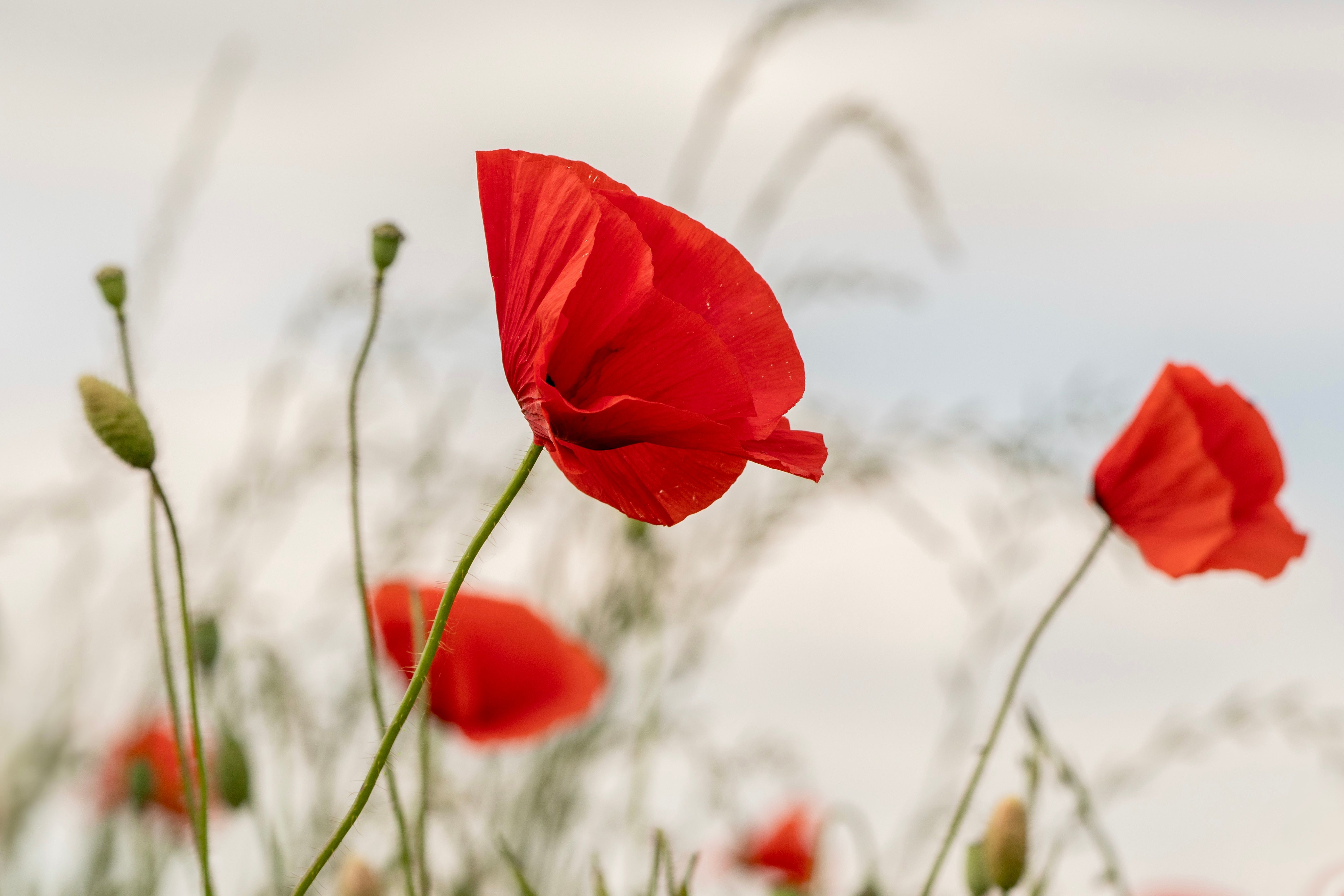 Vibrant Red Poppy Flowers in Bloom Outdoors · Free Stock Photo