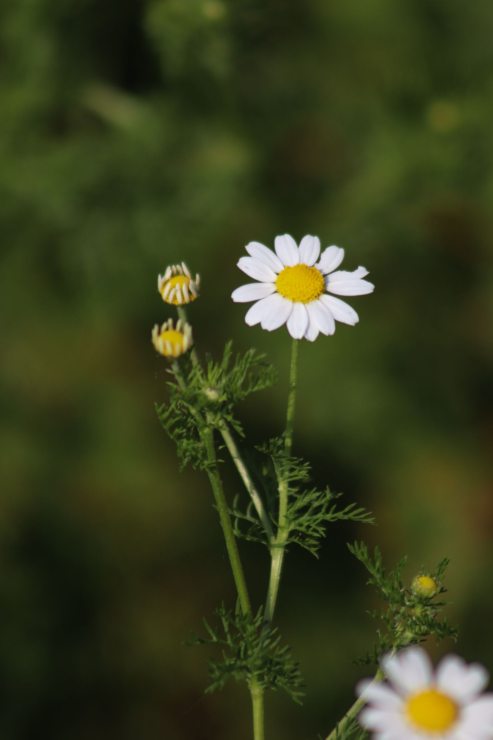Flower Bukey Photos, Download The BEST Free Flower Bukey Stock Photos ...
