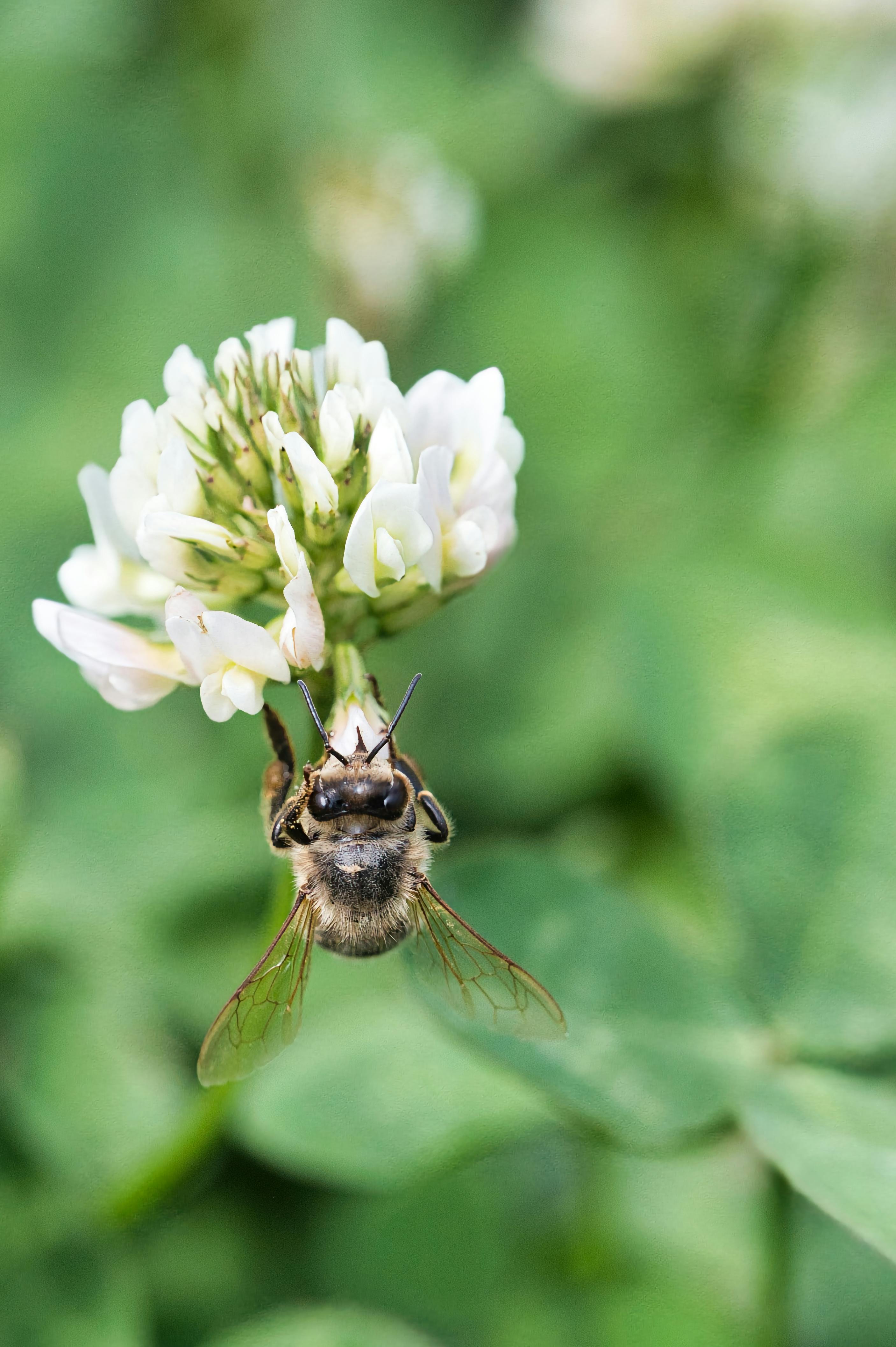 Honeybee Photos, Download The BEST Free Honeybee Stock Photos & HD Images