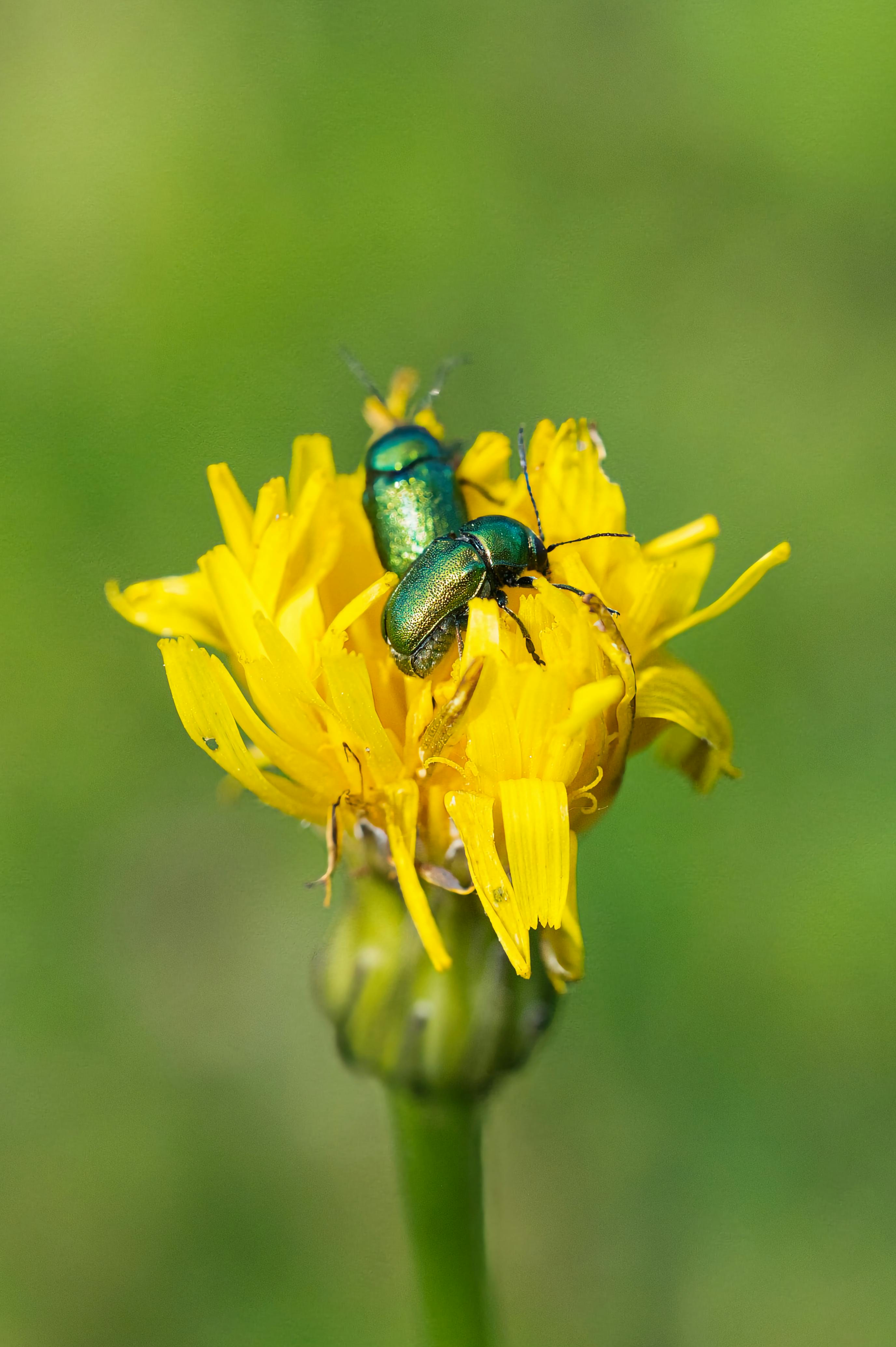 Flower Bukey Photos, Download The BEST Free Flower Bukey Stock Photos ...