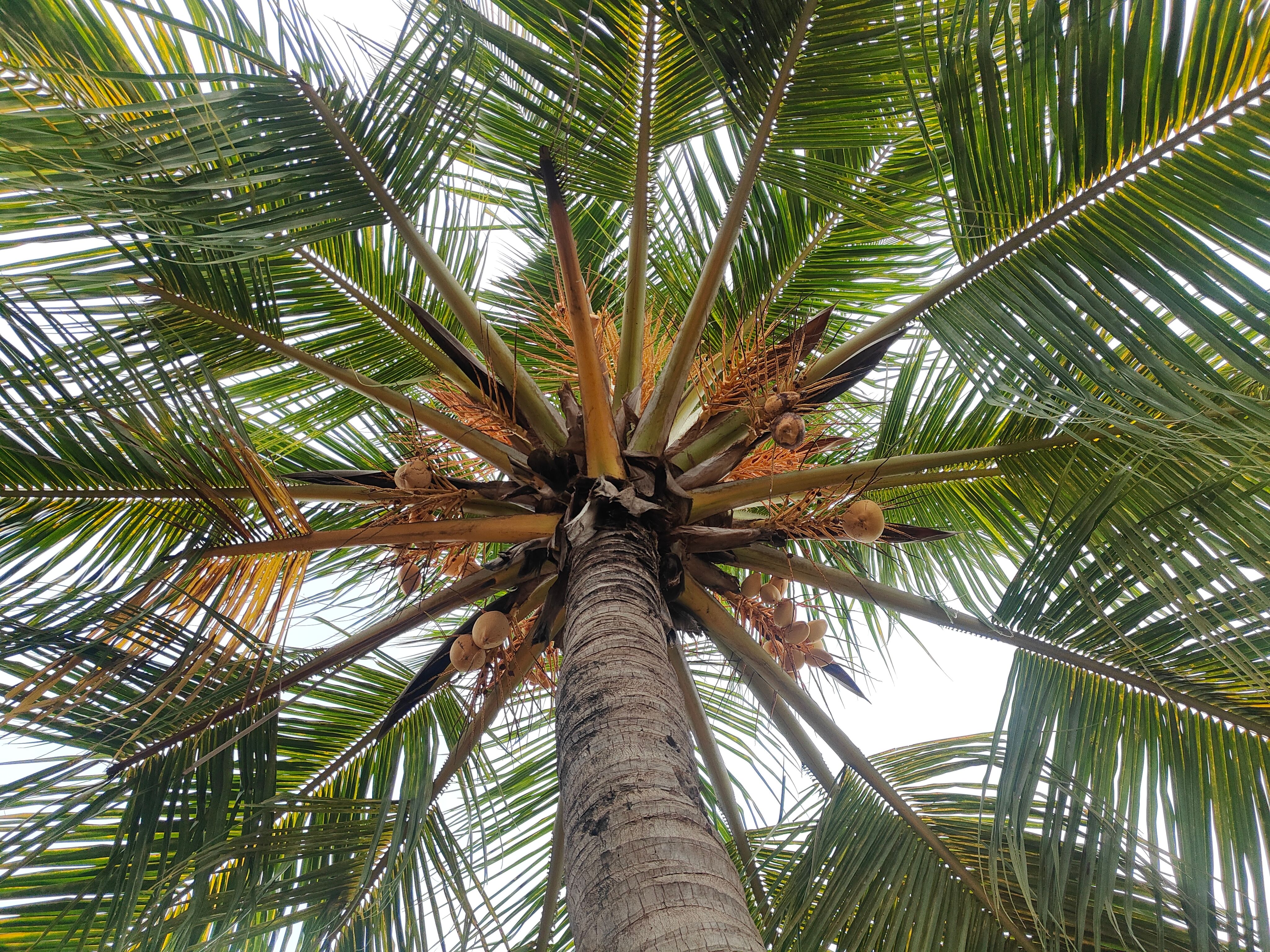 Coconut Tracer Photos, Download The BEST Free Coconut Tracer Stock ...