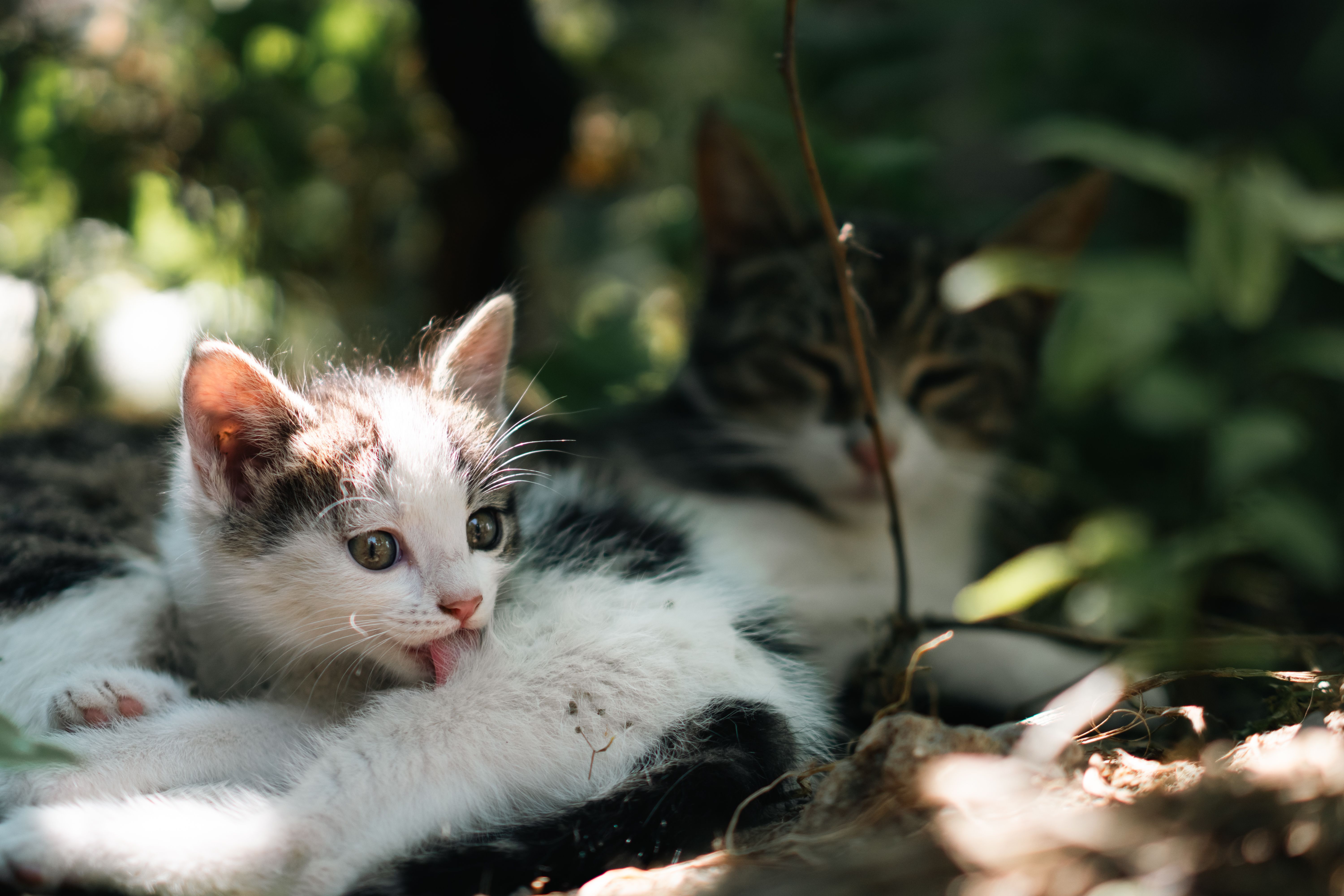 Adorable Kittens Relaxing in Sunlit Garden · Free Stock Photo