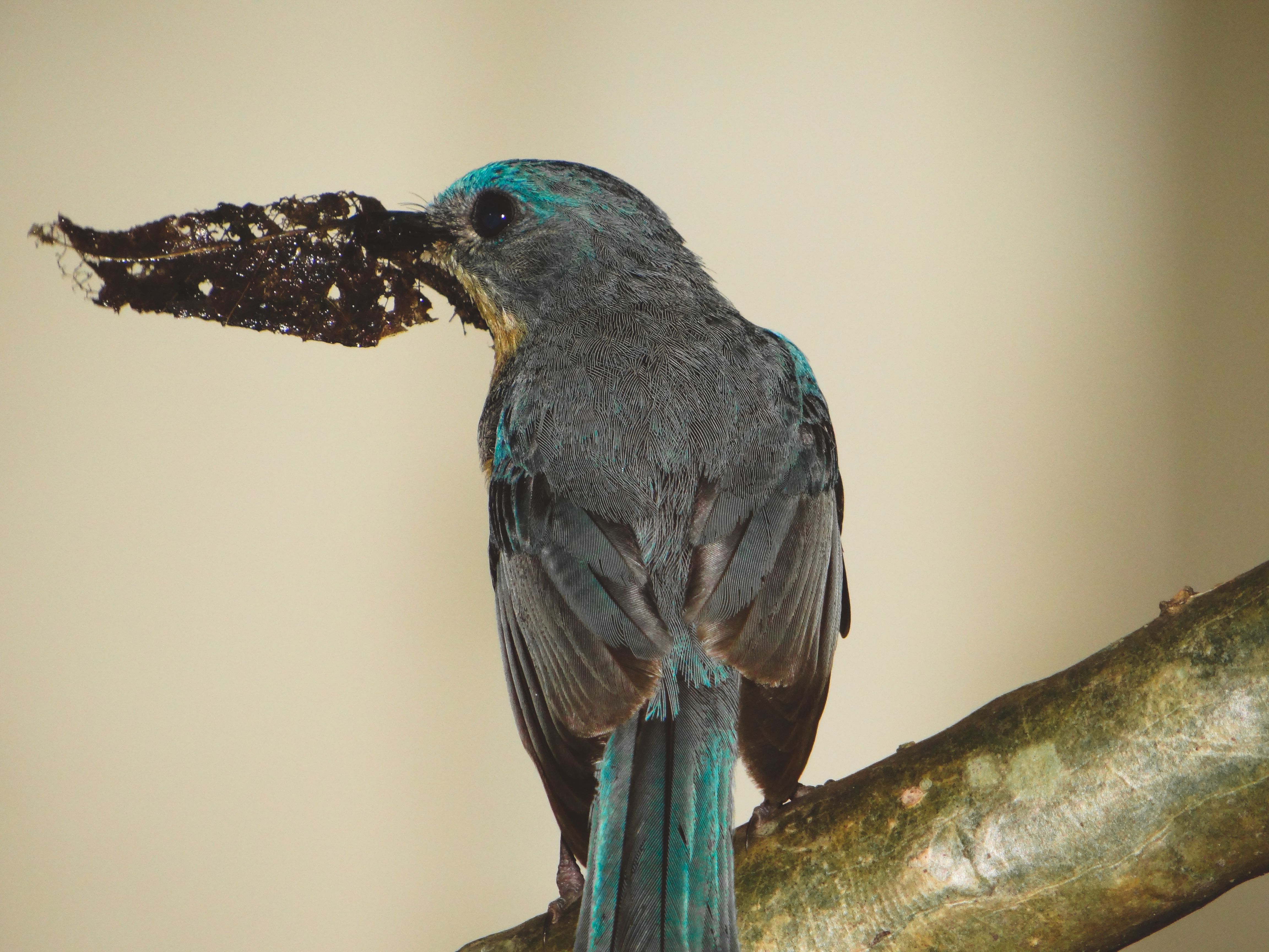 Blue-gray Tanager Perched on Branch with Nest Material · Free Stock Photo
