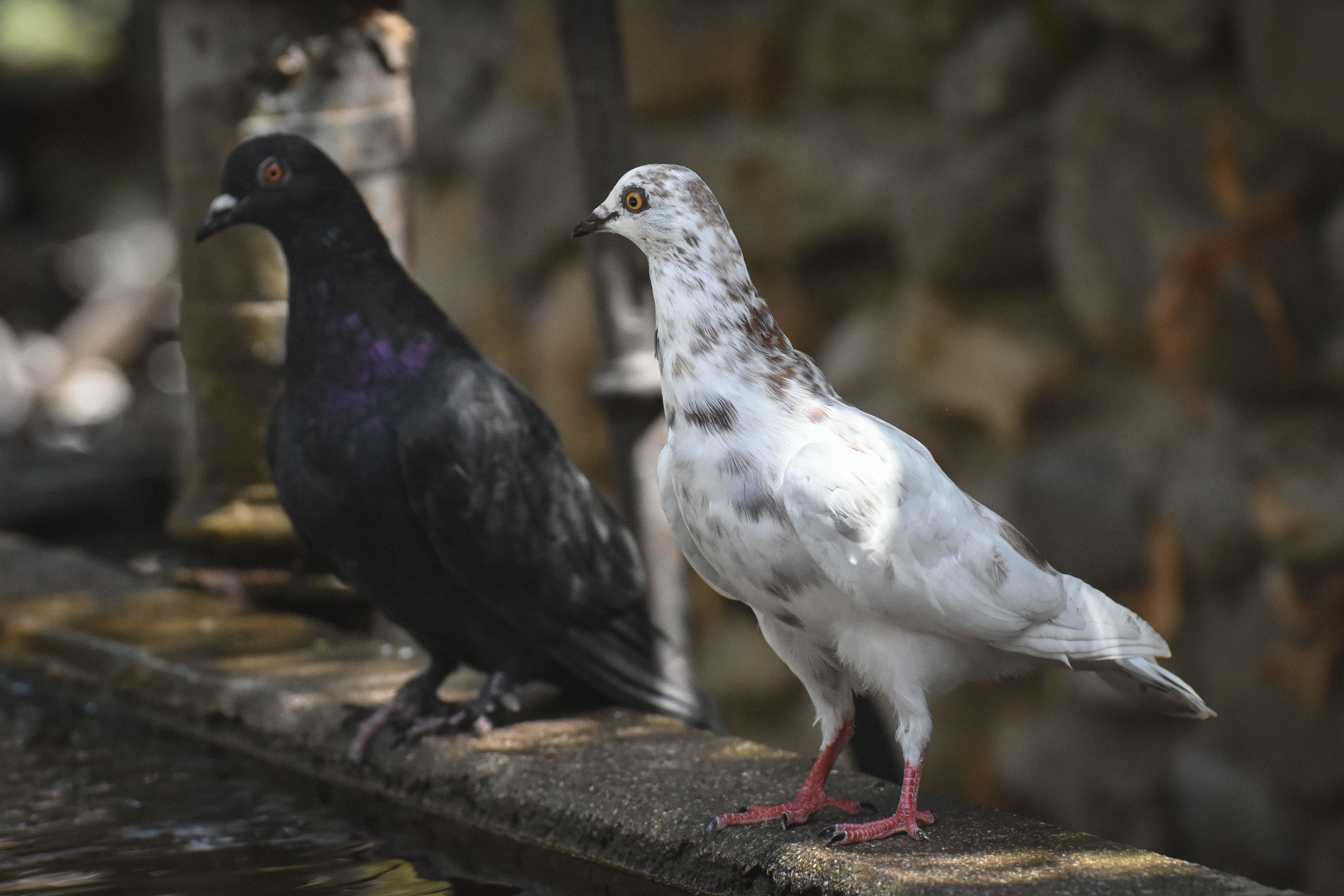 Primer Plano De Palomas Blancas Y Negras En Una Cornisa · Foto de stock ...
