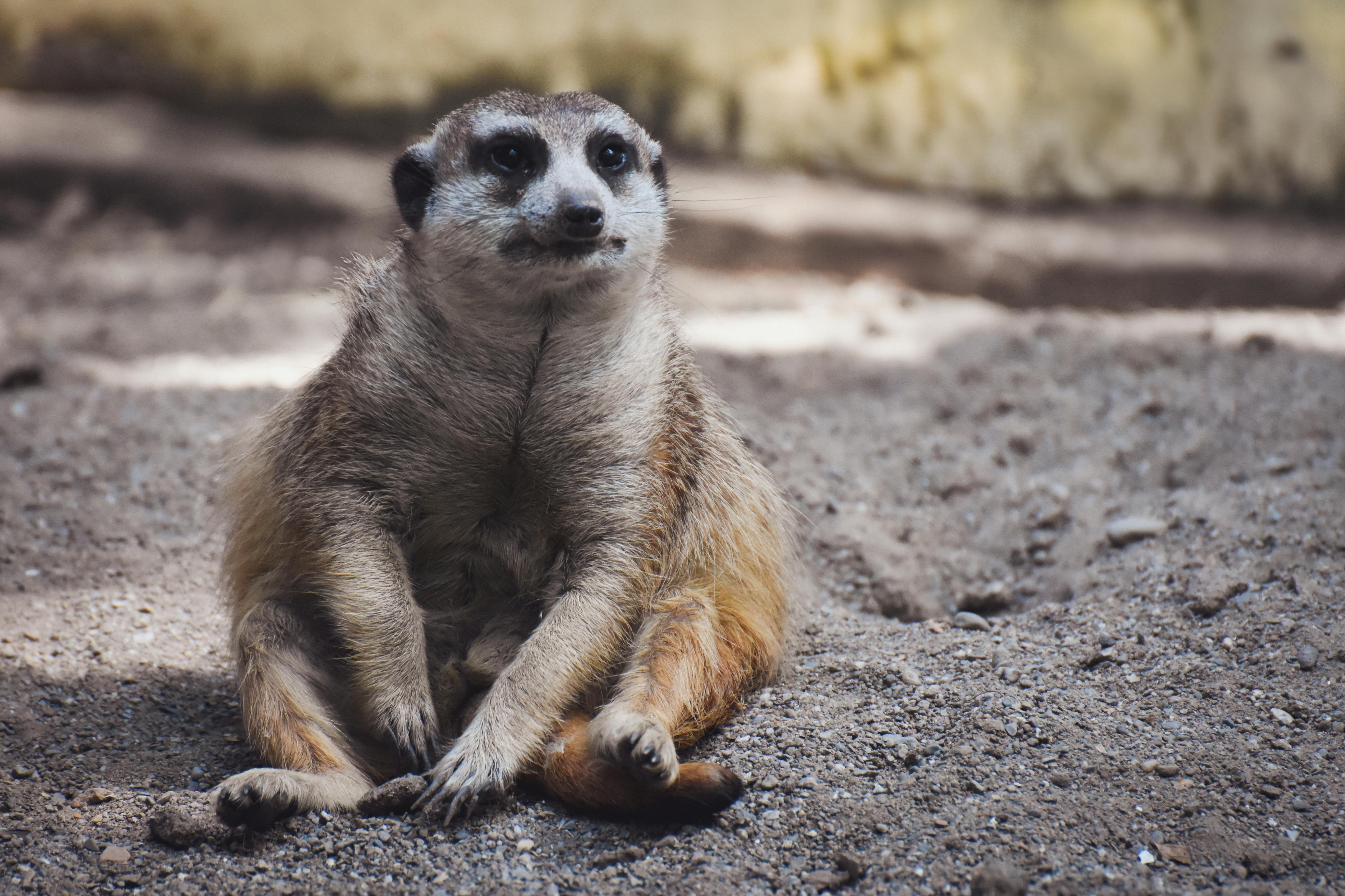 Relaxed Meerkat in Natural Habitat · Free Stock Photo