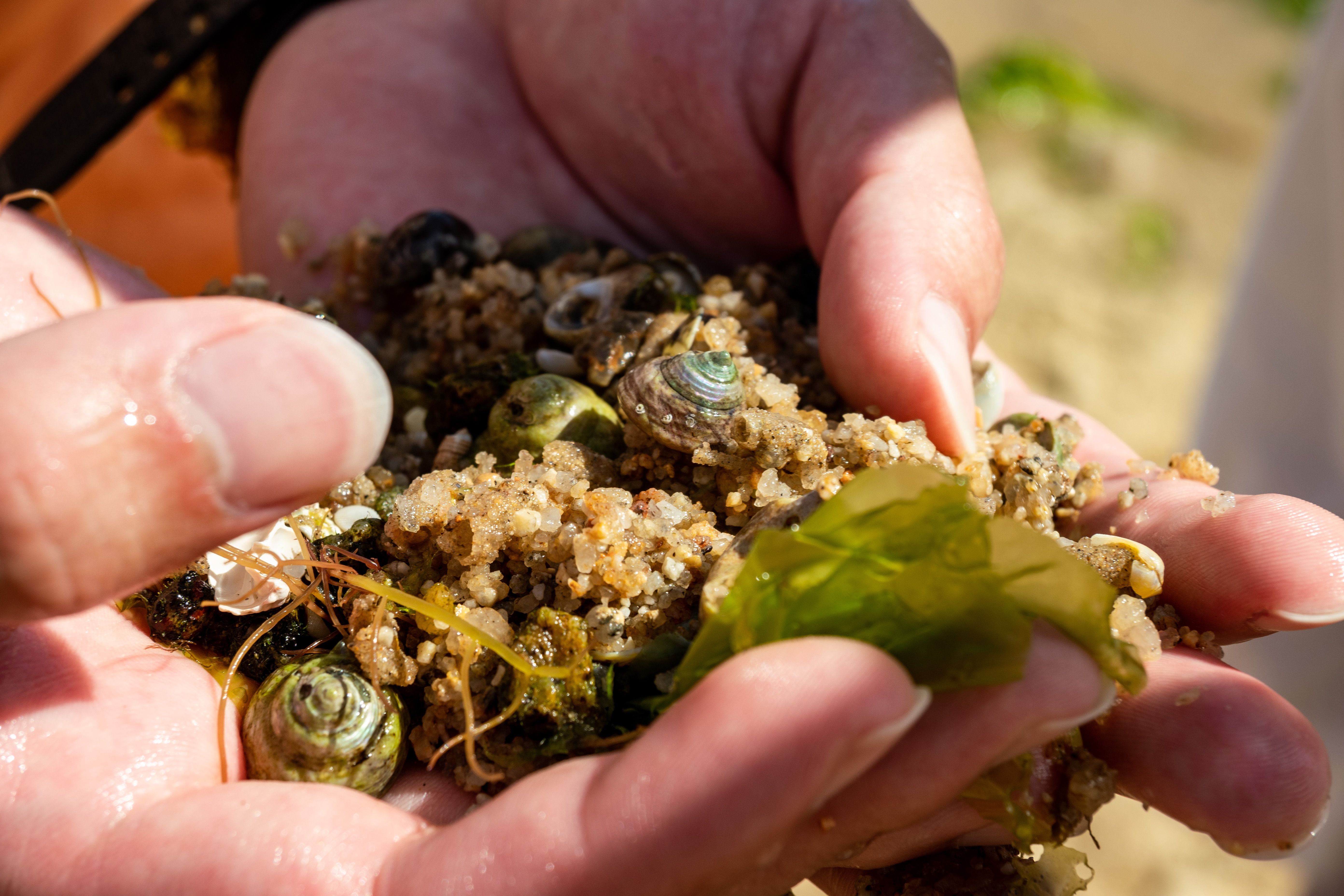Hands Holding Sea Treasures on Sandy Beach · Free Stock Photo