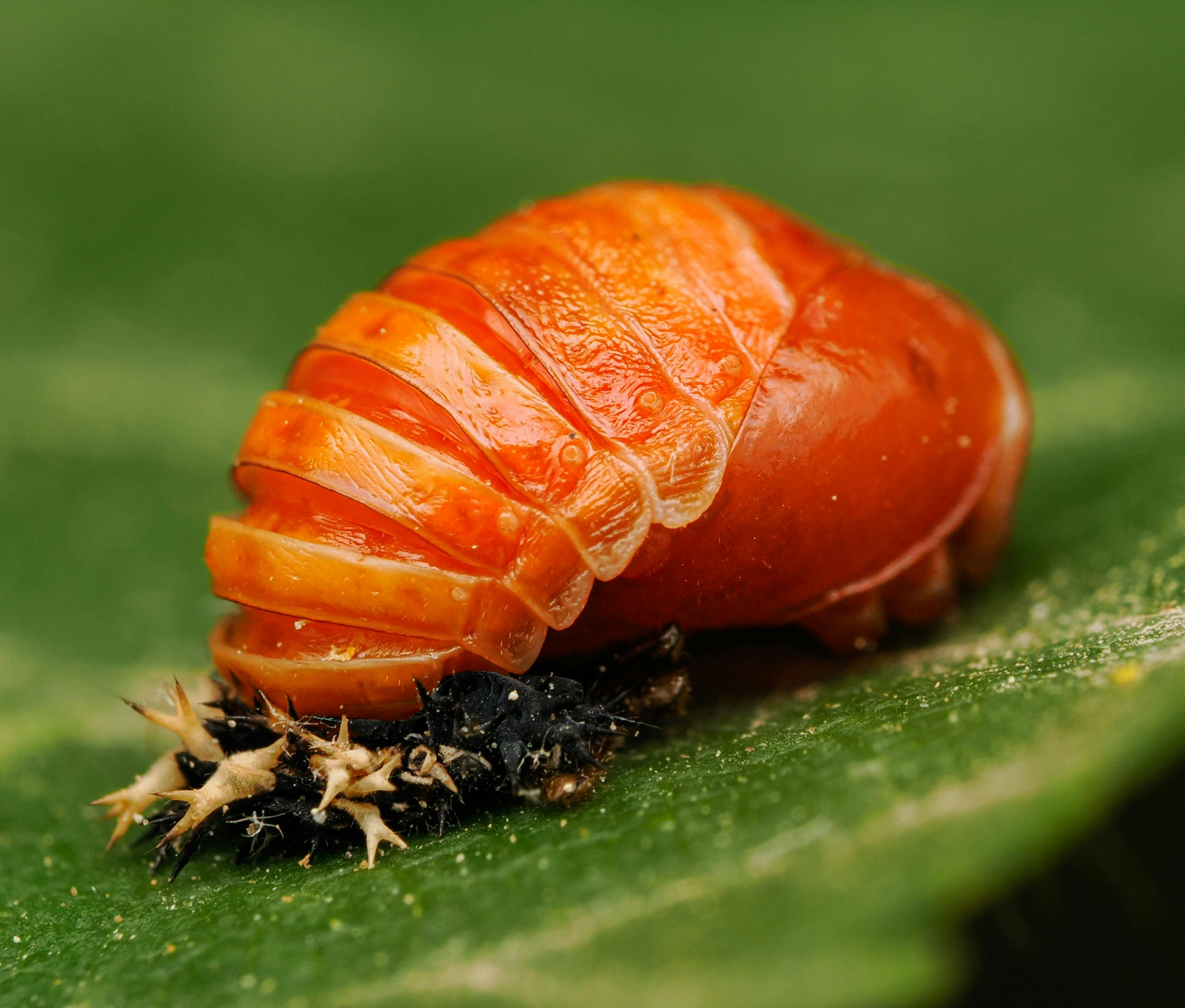 Close-up of Ladybug Pupa on Leaf Surface · Free Stock Photo
