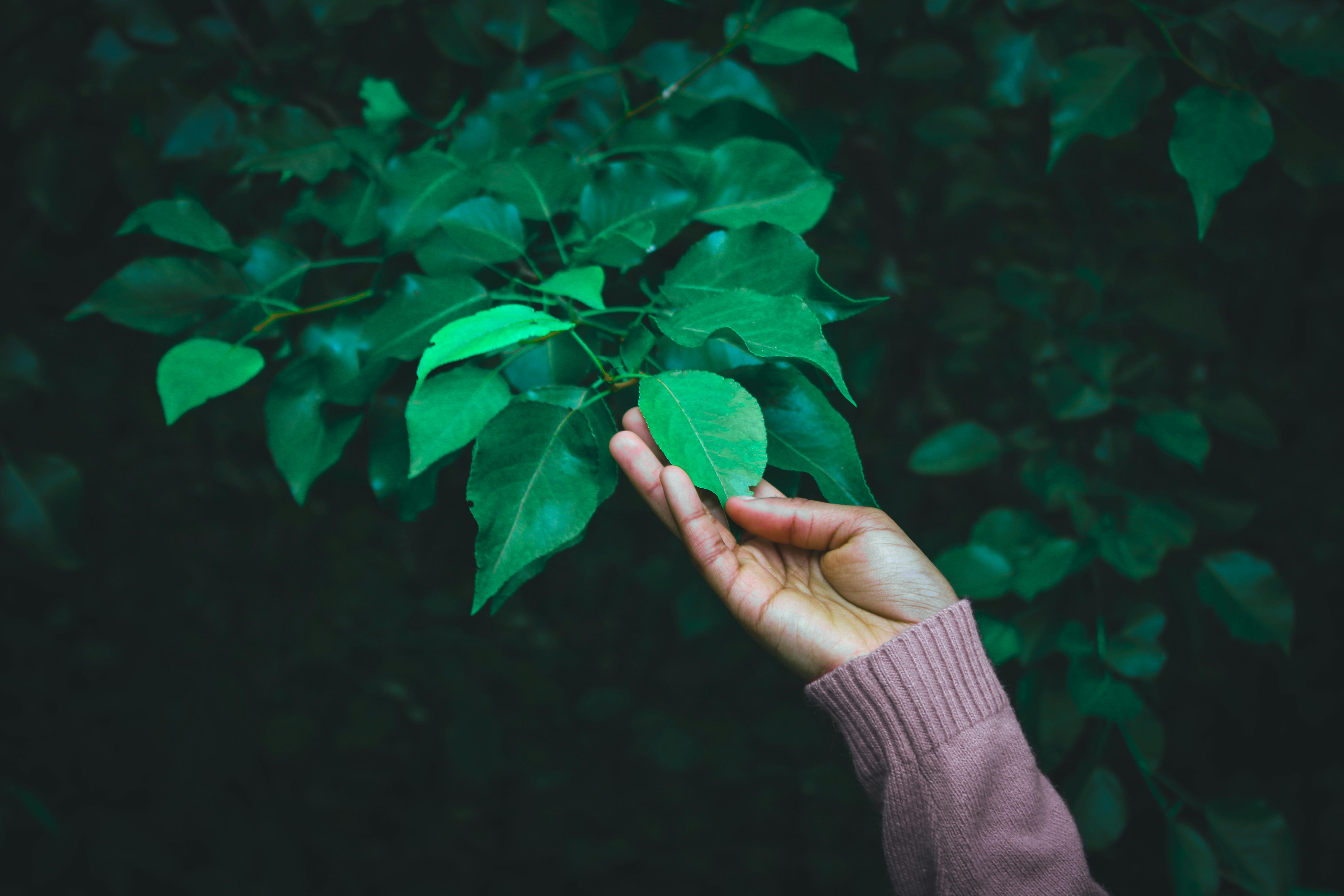 Tree Texture Photos, Download The BEST Free Tree Texture Stock Photos ...