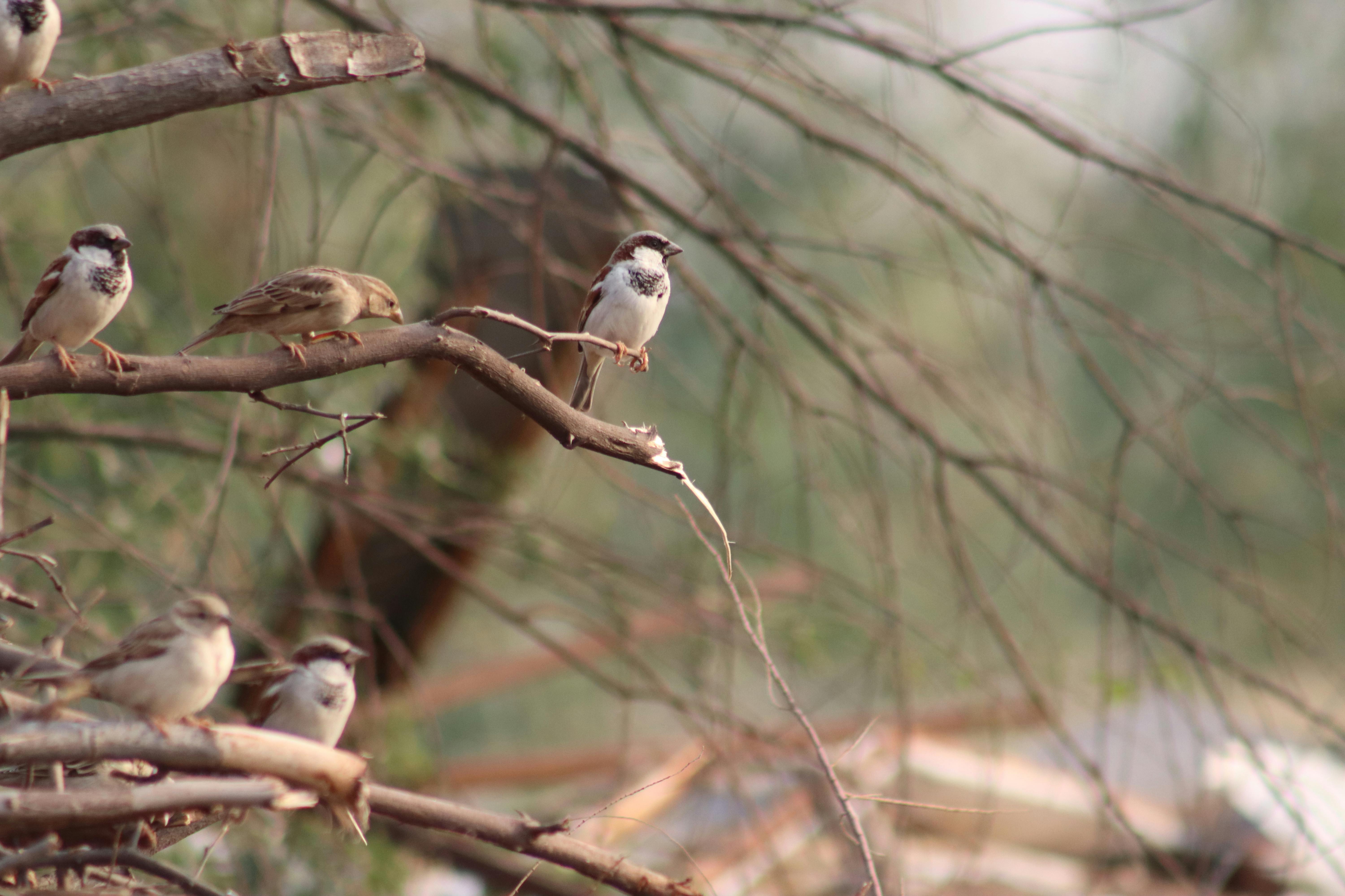 Sparrows On+A+Branch+Enjoy+Spring+Blooms Photos, Download The BEST Free ...