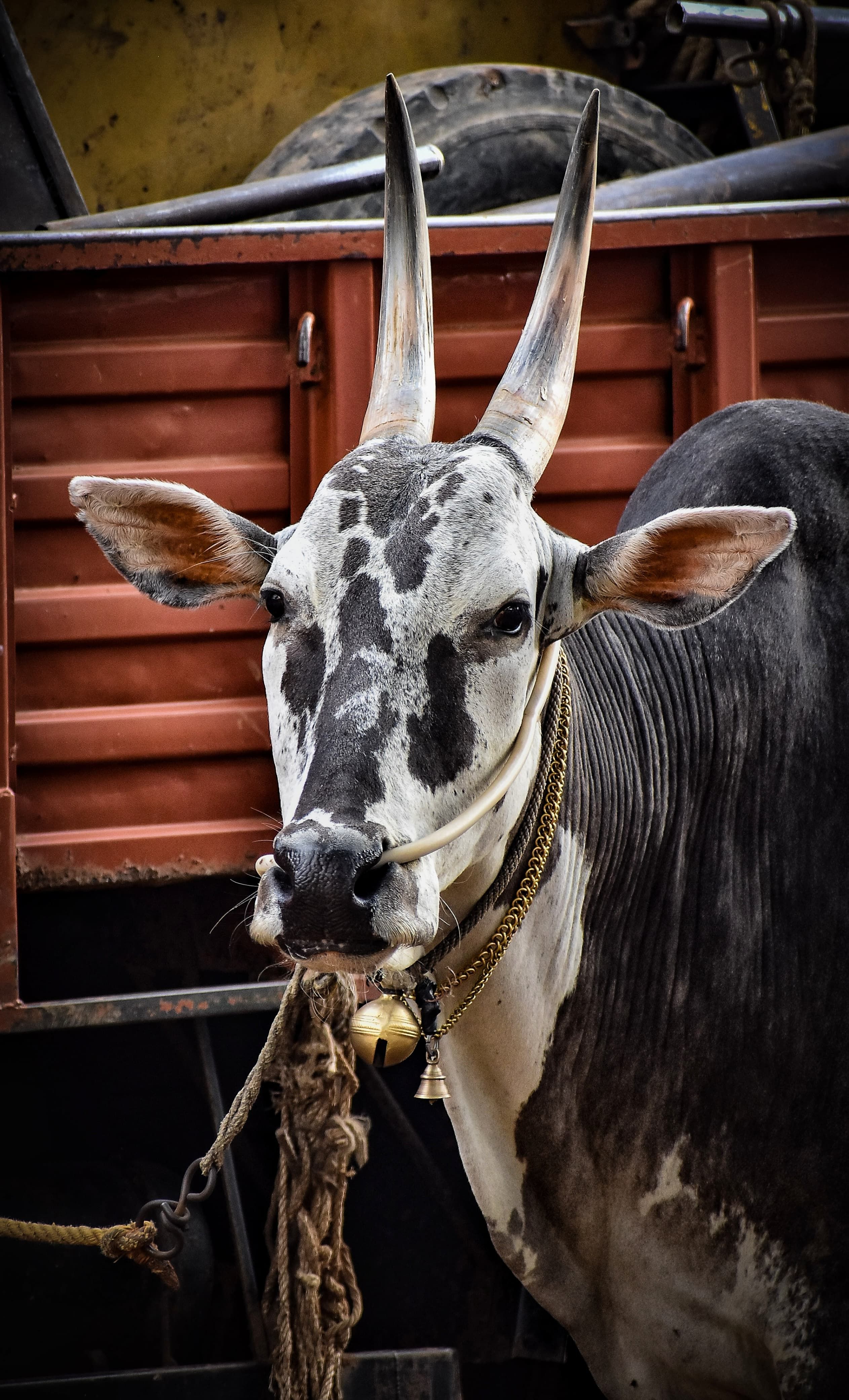 Indian Ox In Farm Photos, Download The BEST Free Indian Ox In Farm ...