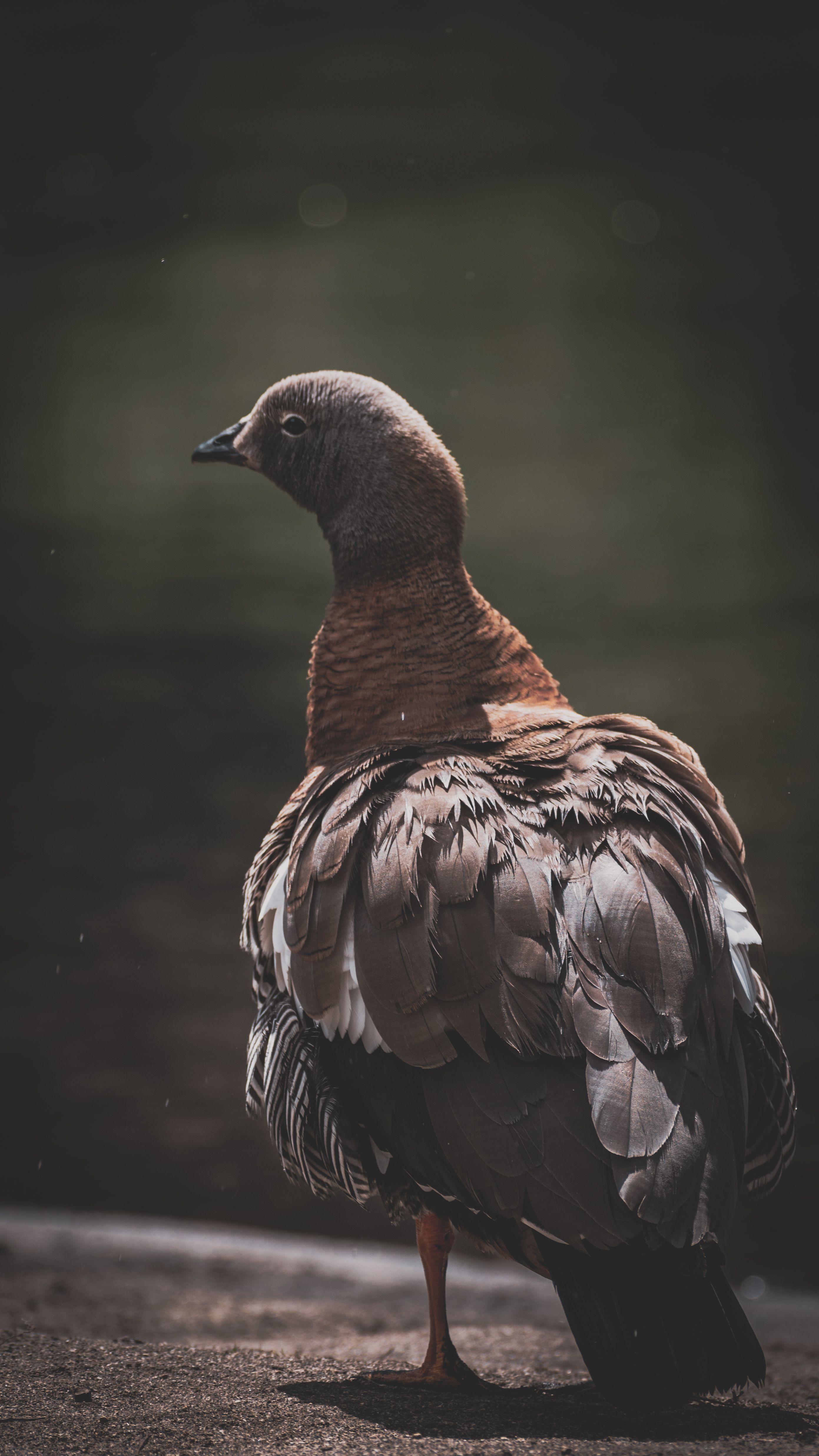 Elegant Crested Tinamou in Natural Habitat · Free Stock Photo
