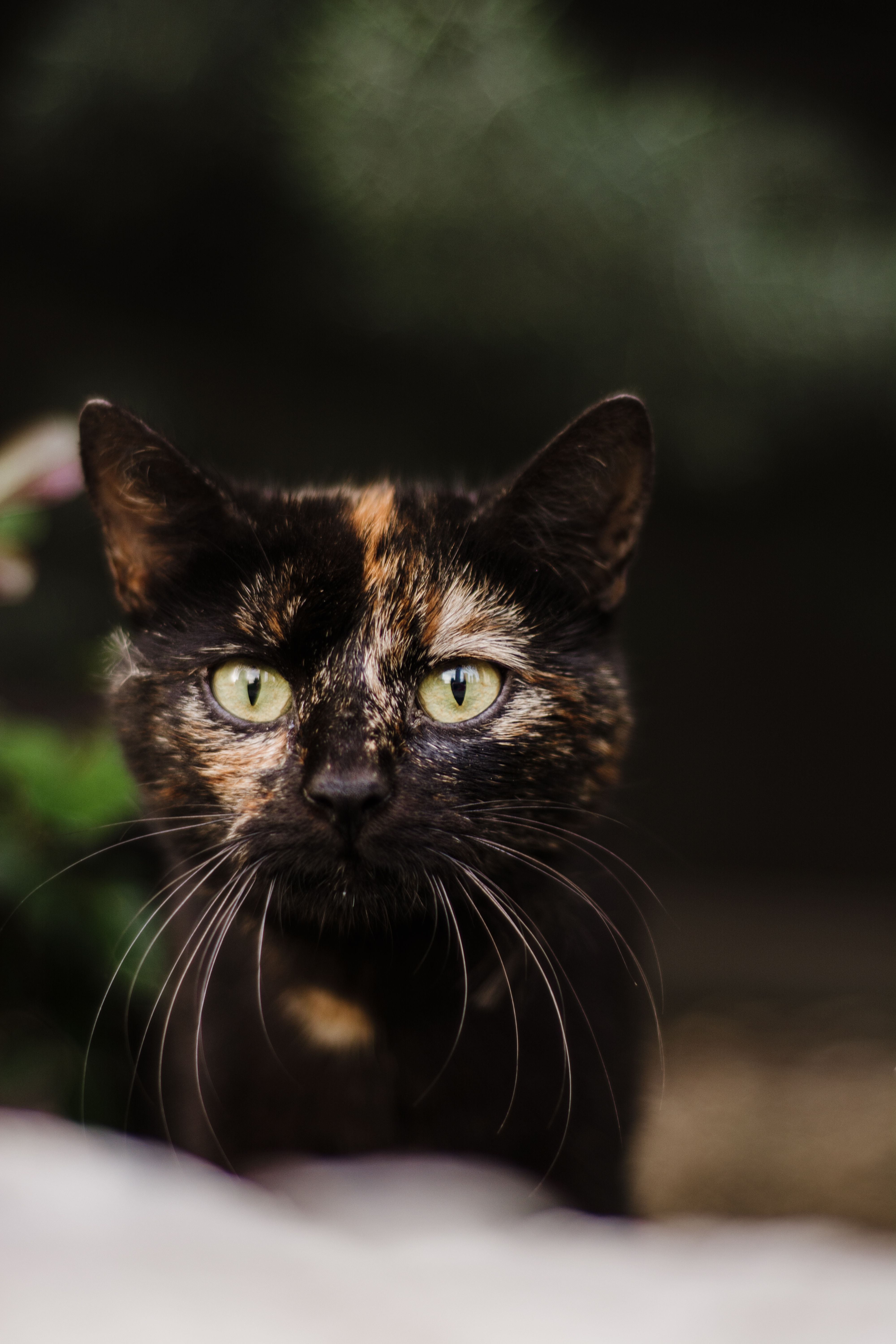 Tortoiseshell Cat Portrait with Green Eyes · Free Stock Photo