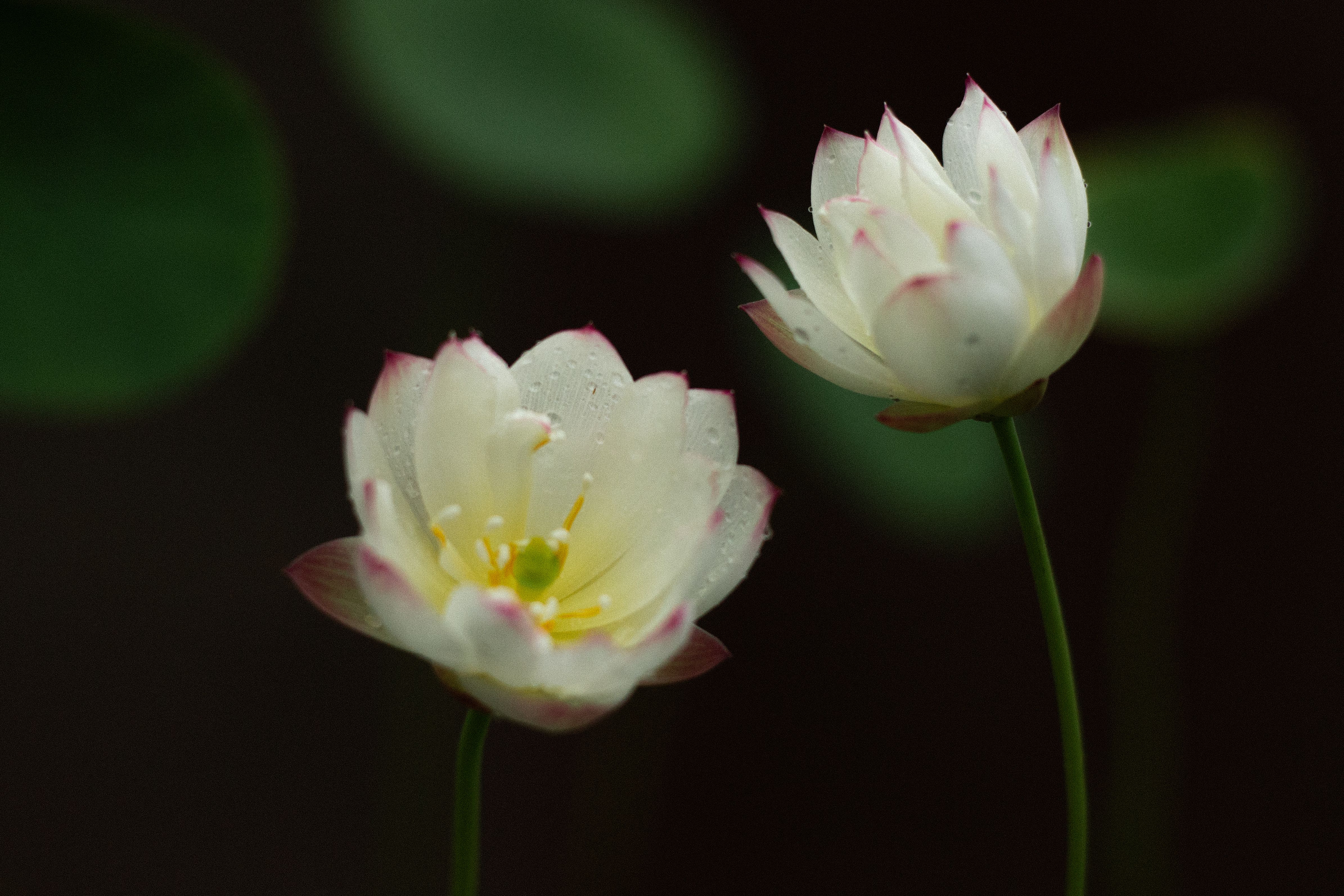 Close Up Bunga Teratai Putih Berembun Yang Mekar · Foto Stok Gratis