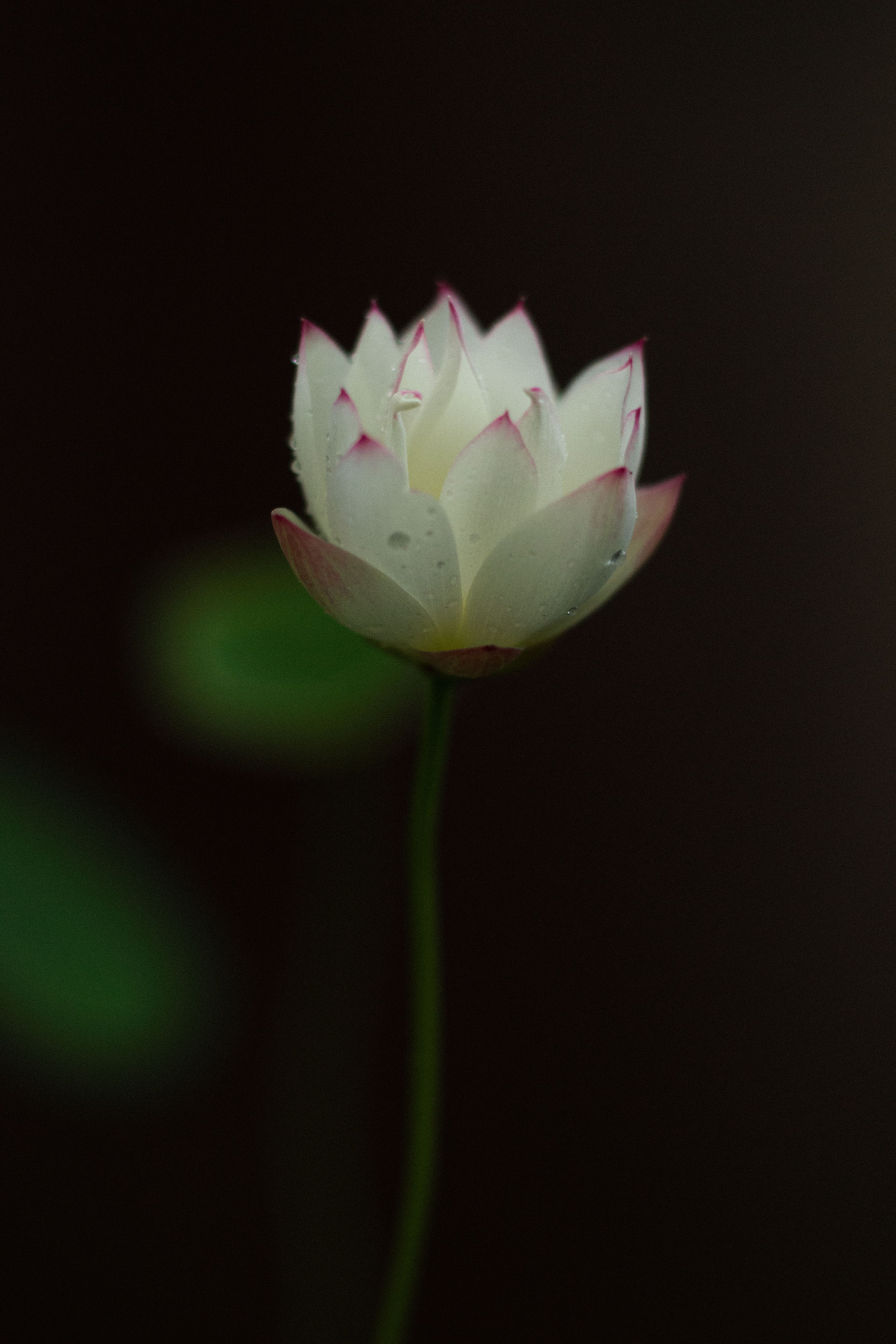 Delicate White Lotus with Dew Drops · Free Stock Photo